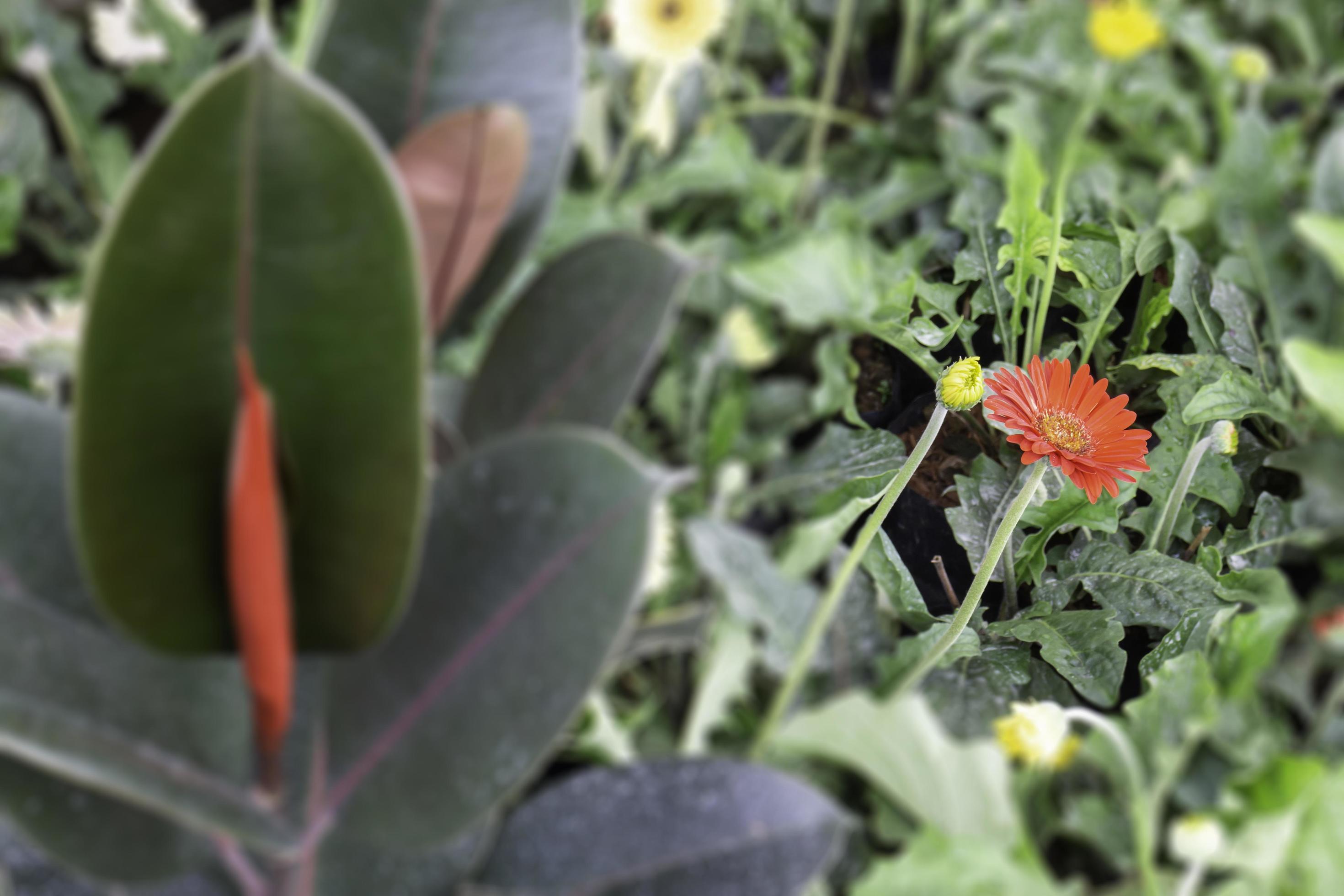 Bright spring leaves on the tree 3163109 Stock Photo at Vecteezy