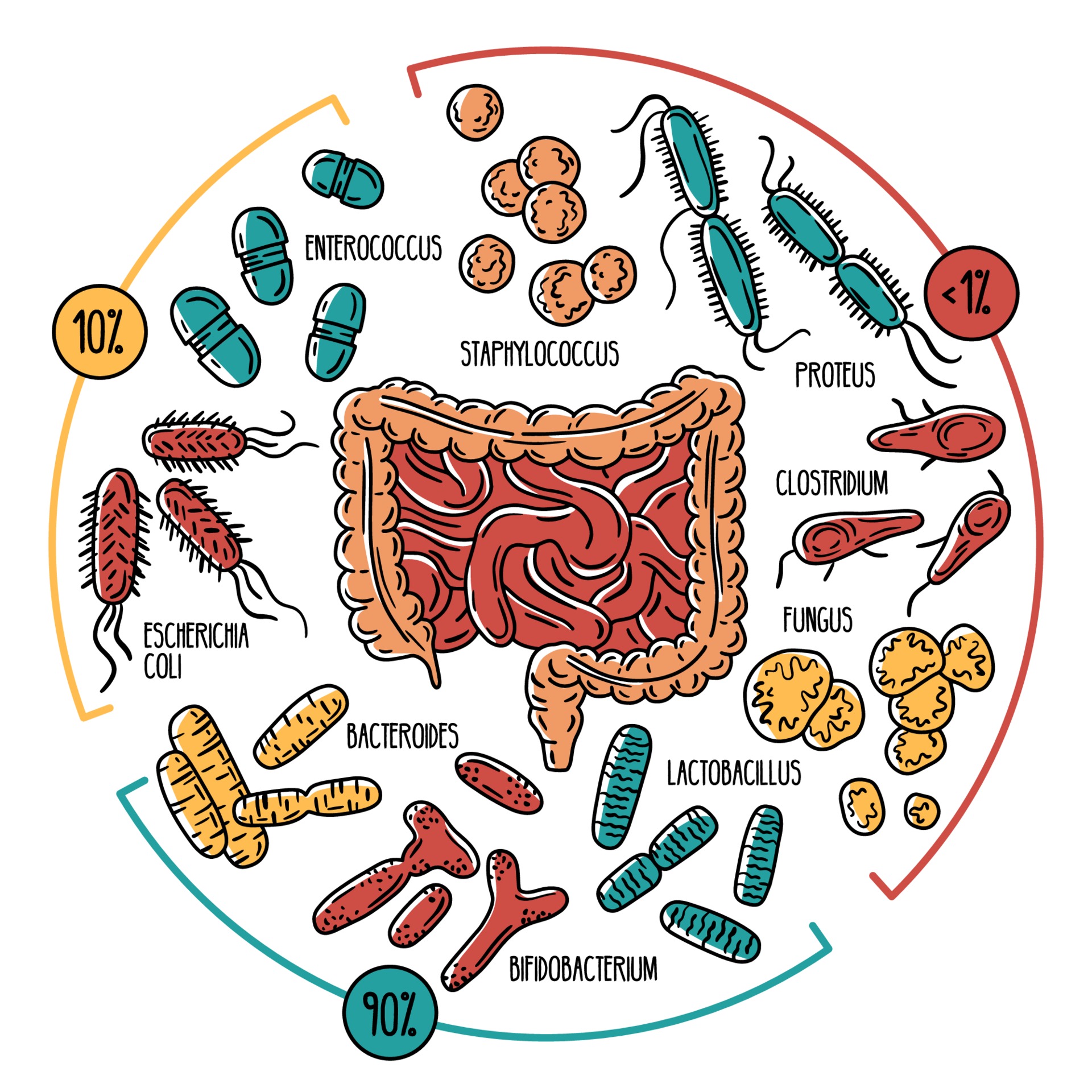 Vector infographics of the human gut microbiota 3238434 Vector Art at ... Vector infographics of the human gut microbiota 3238434 Vector Art at ...