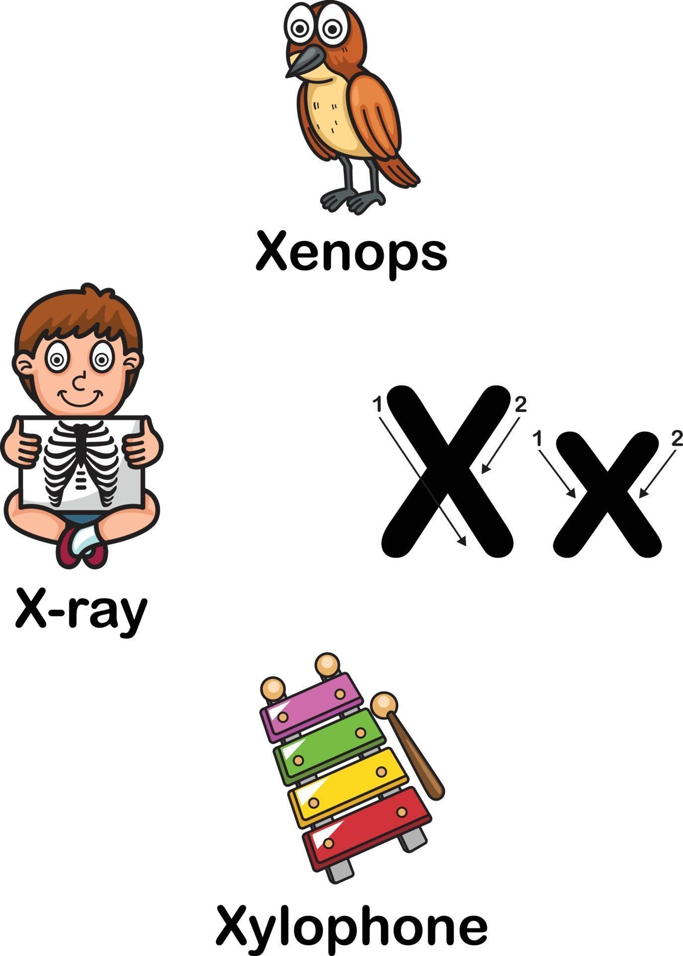 Alphabet Letter X-xenops,x-ray,xylophone illustration 3239306 Vector ...