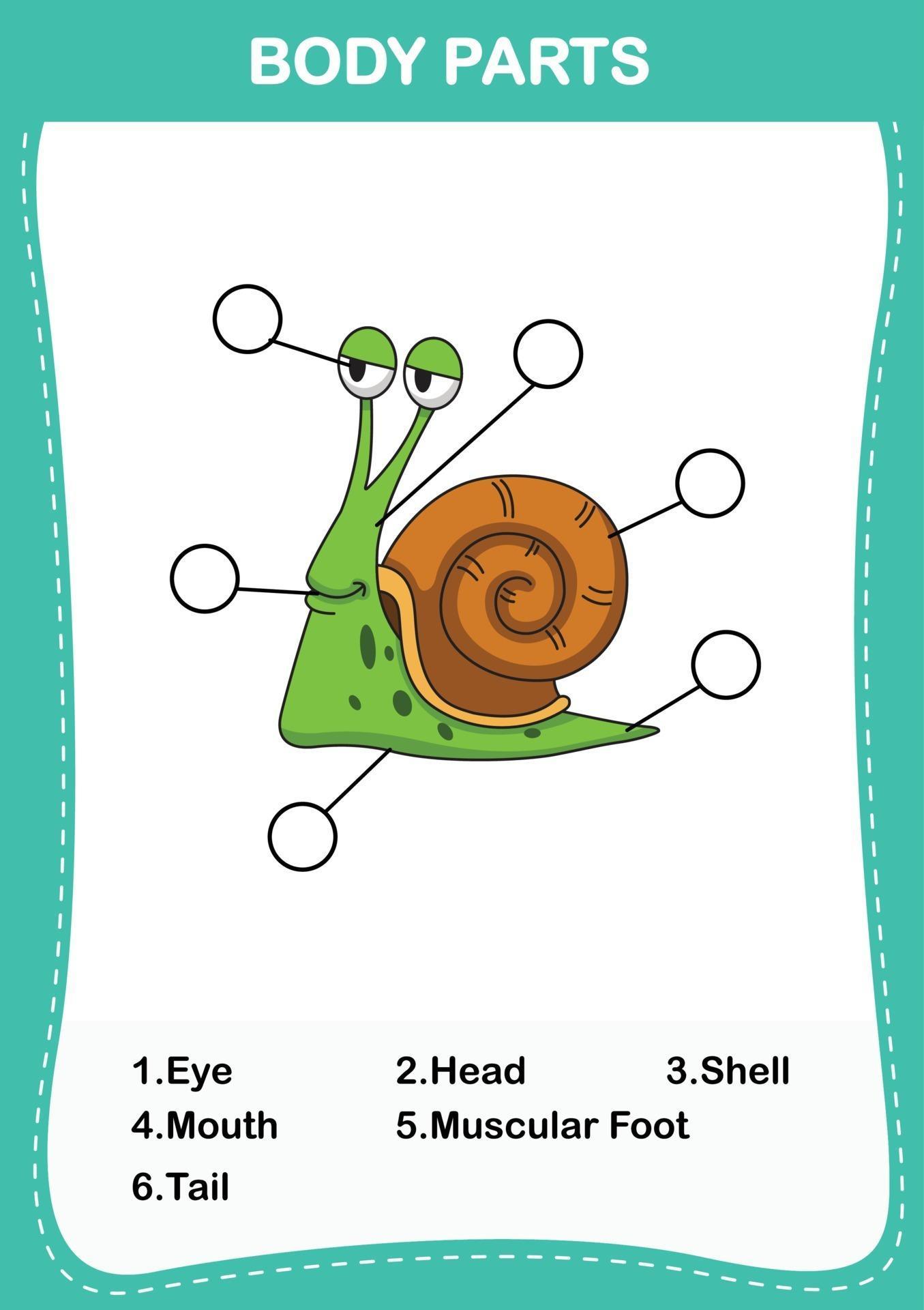 Snail Vocabulary Part Of Bodywrite The Correct Numbers Of Body Parts 3239686 Vector Art At Vecteezy