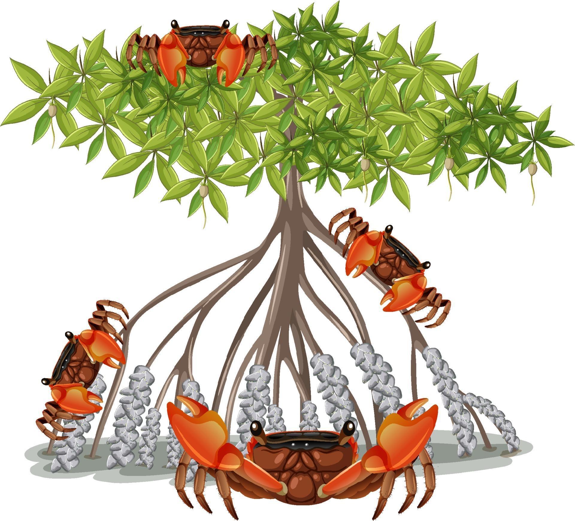 Mangrove Root Crab With Mangrove Tree In Cartoon Style 3274763 Vector Art At Vecteezy
