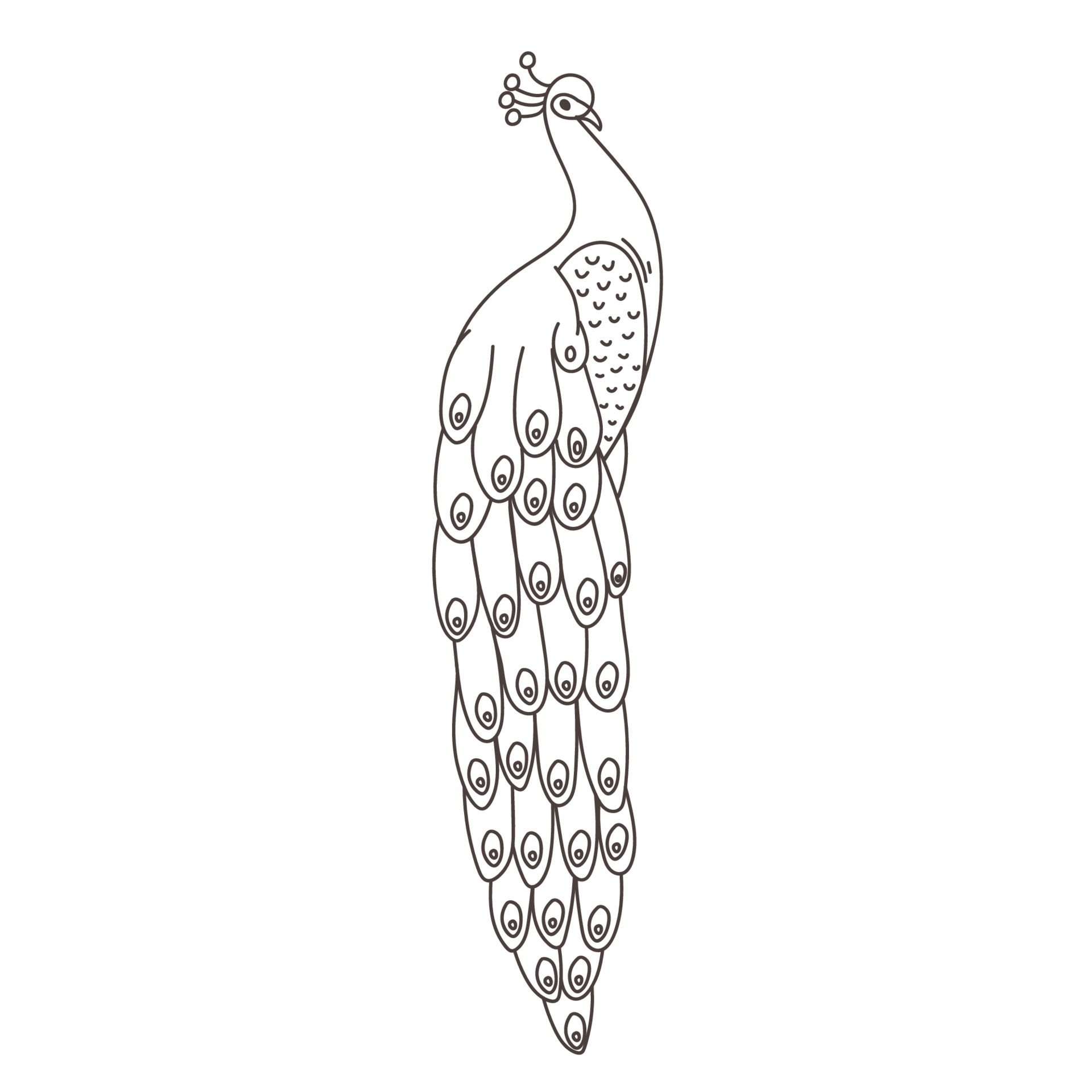 Peacock Pattern Outline