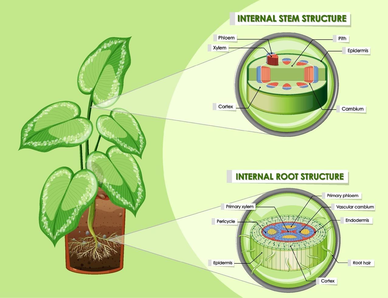 Diagram showing stem and root structure 3411546 Vector Art at Vecteezy