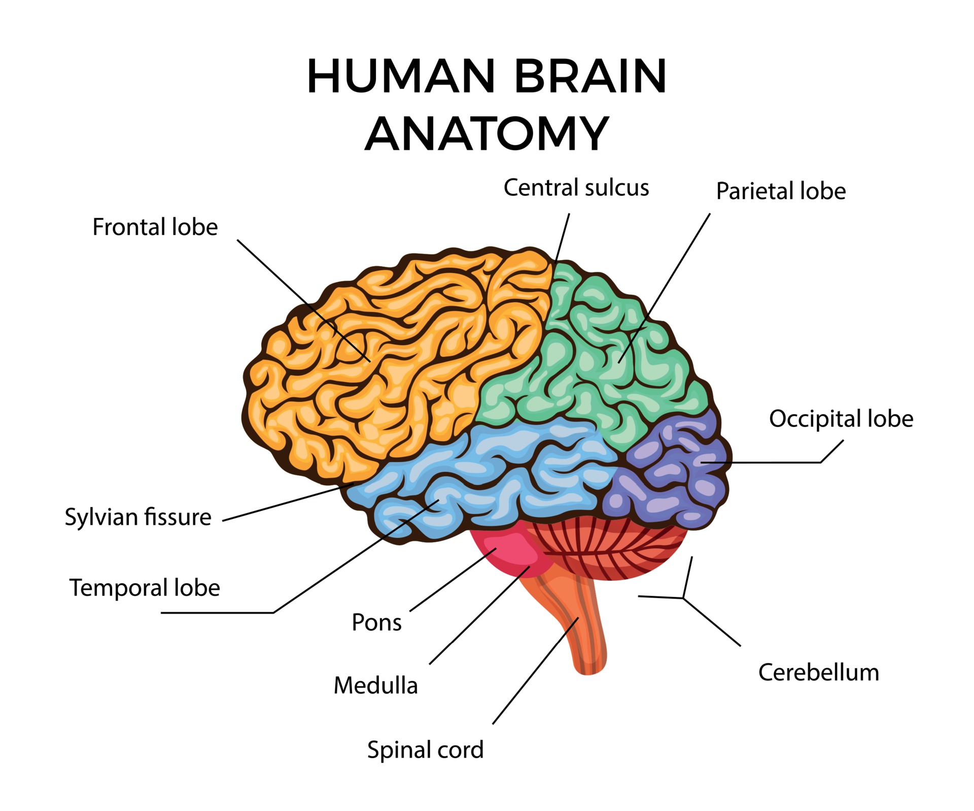 Human Brain Anatomy 3422293 Vector Art at Vecteezy