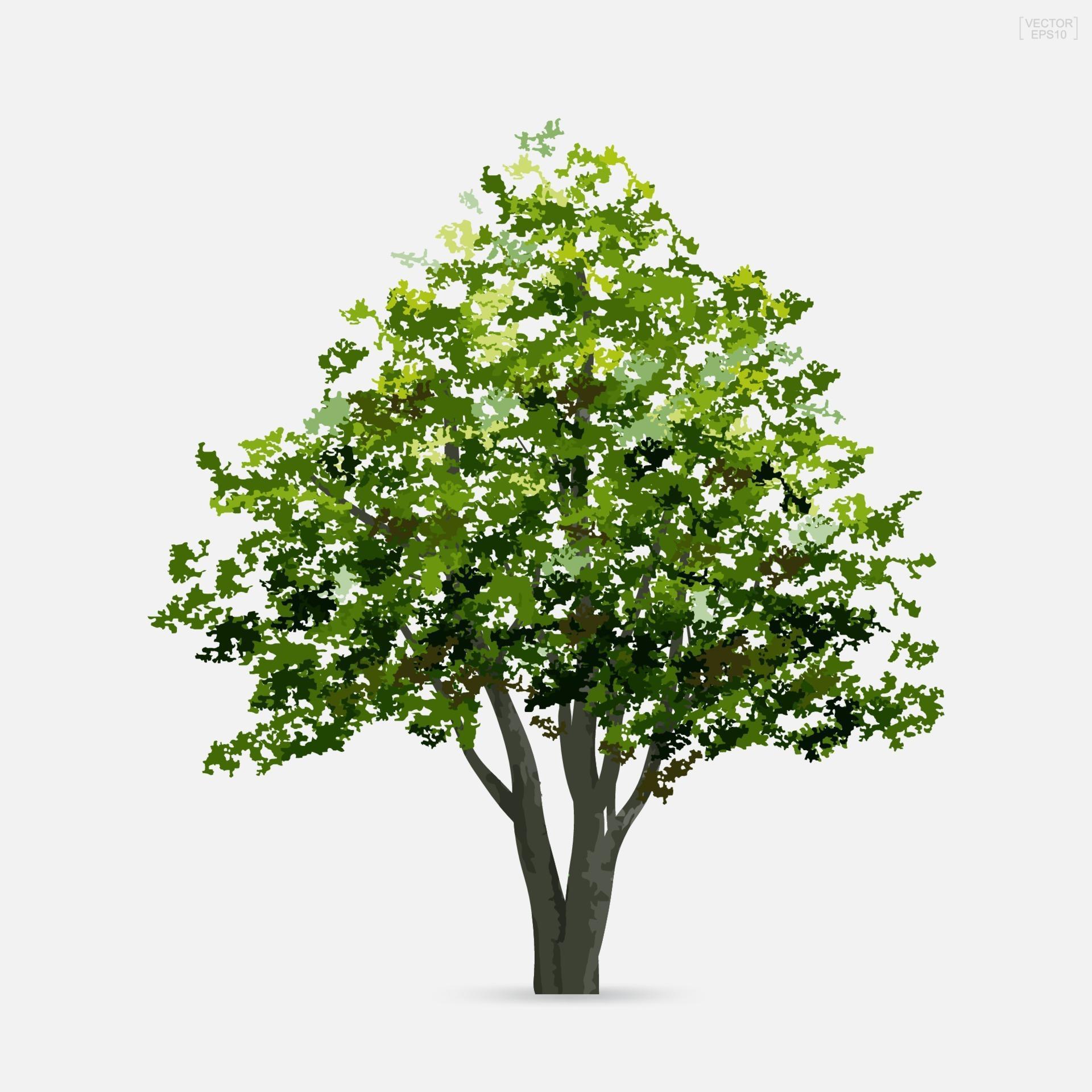 Tree isolated on white background. Vector. 3456768 Vector Art at Vecteezy