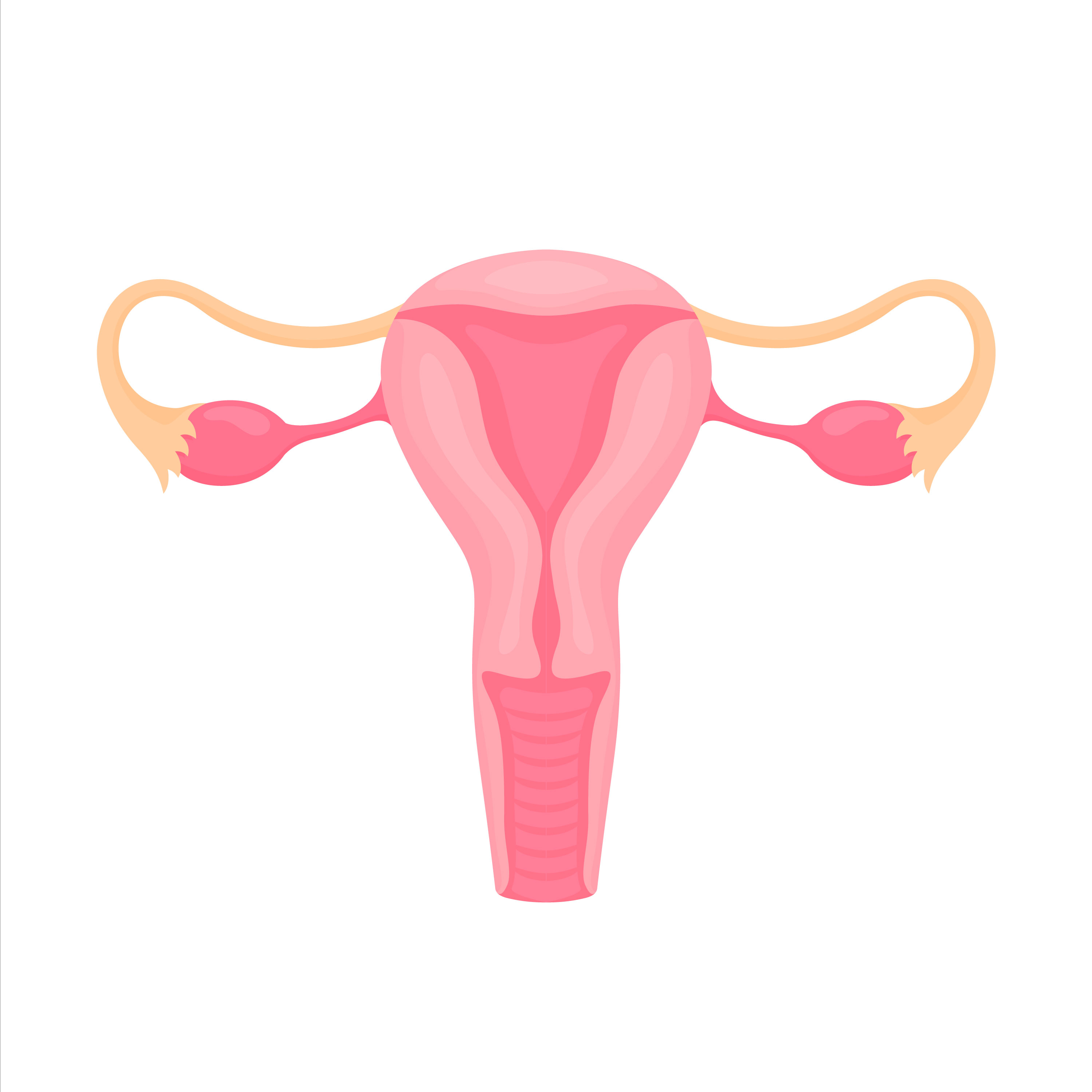 Female Reproductive Organs Flat Style Colorful Illustration Internal