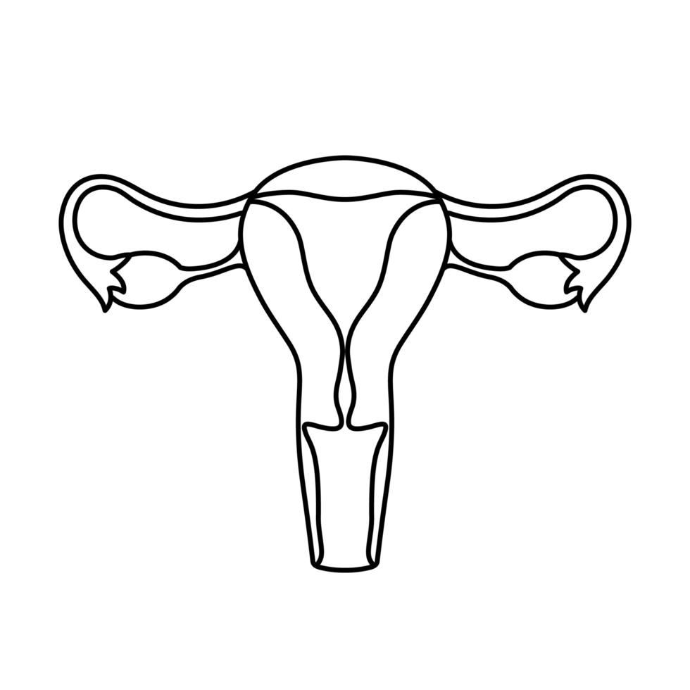 Female Reproductive Organs Outlined Illustration Internal Organ Icon