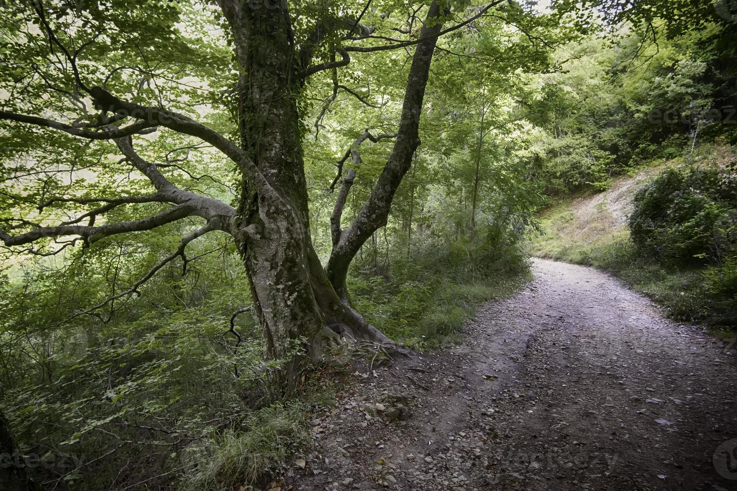 Deep path in the forest 3561020 Stock Photo at Vecteezy