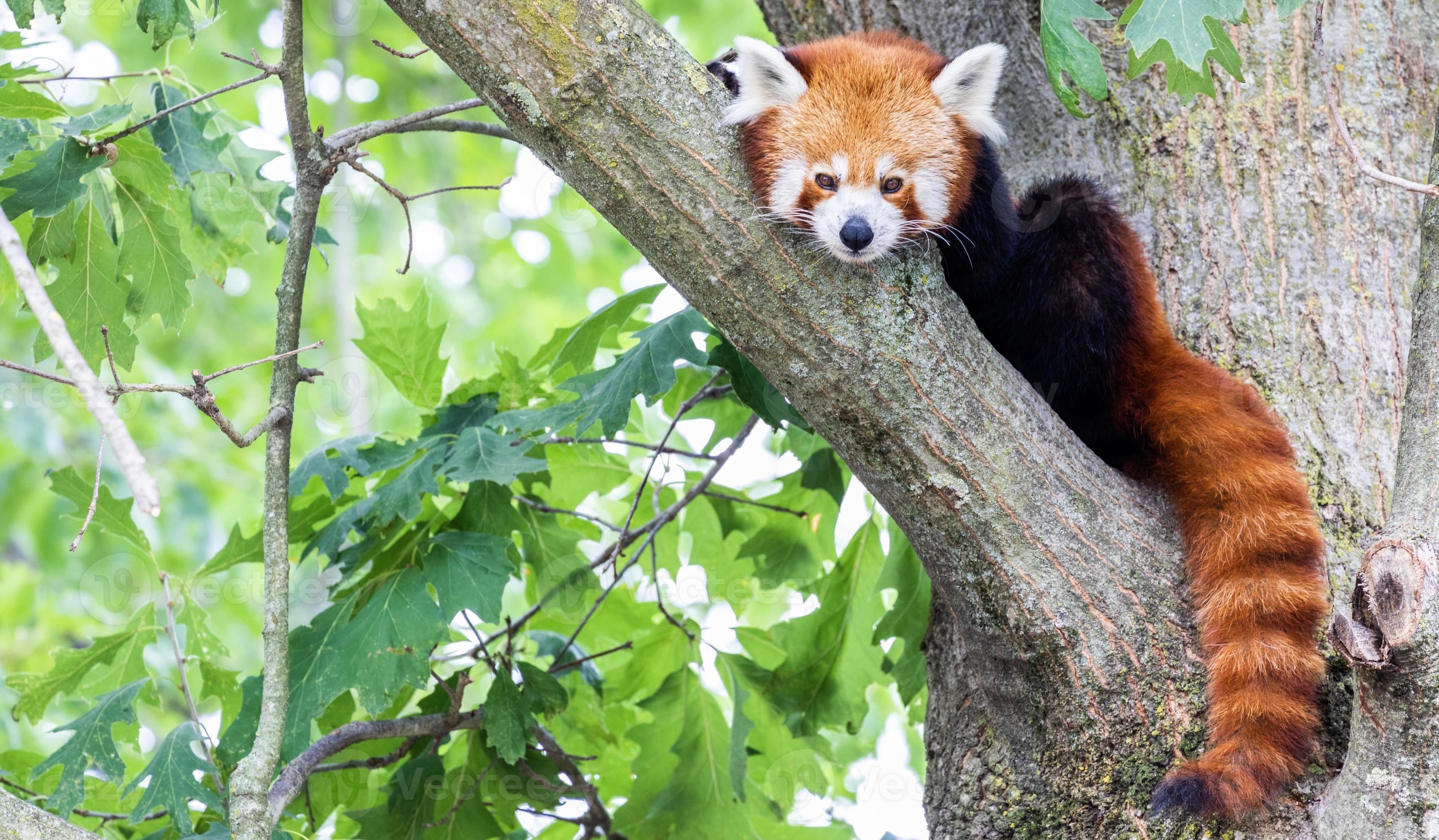 Red Panda In A Tree