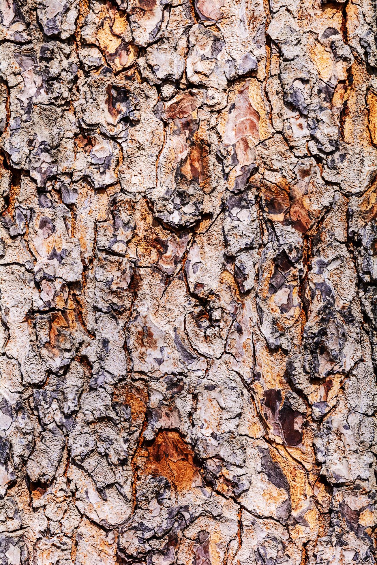 Tree bark texture. 3620324 Stock Photo at Vecteezy