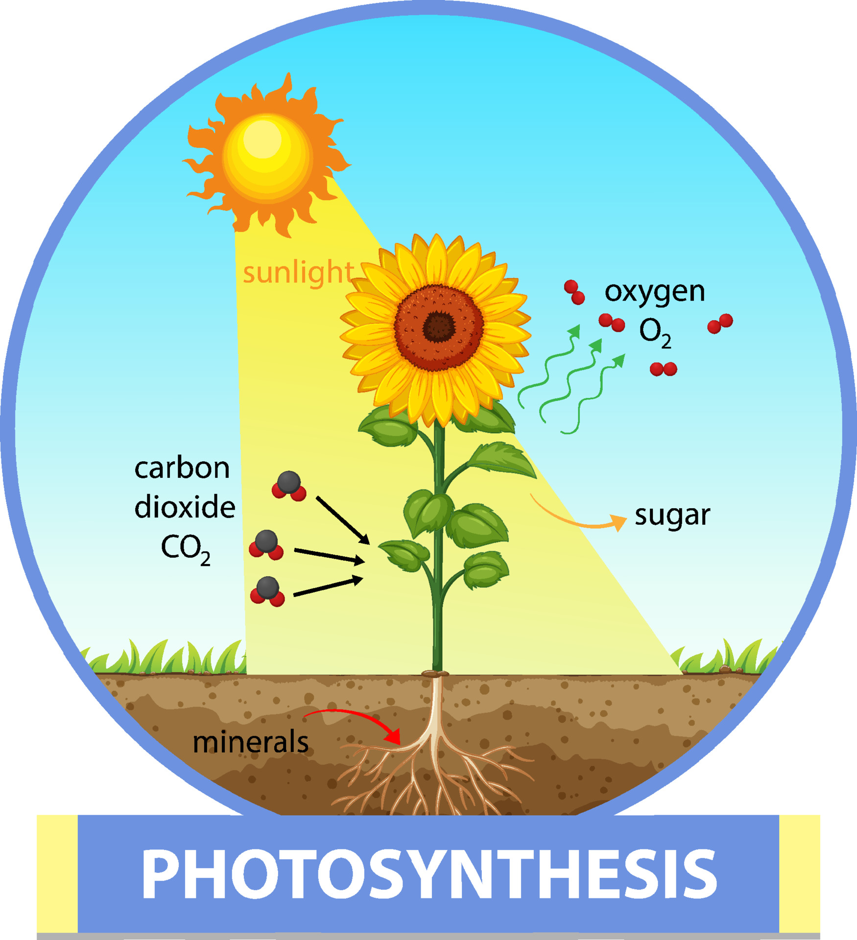 Diagram showing process of photosynthesis in plant 3627341 Vector Art ... Diagram showing process of photosynthesis in plant 3627341 Vector Art ...