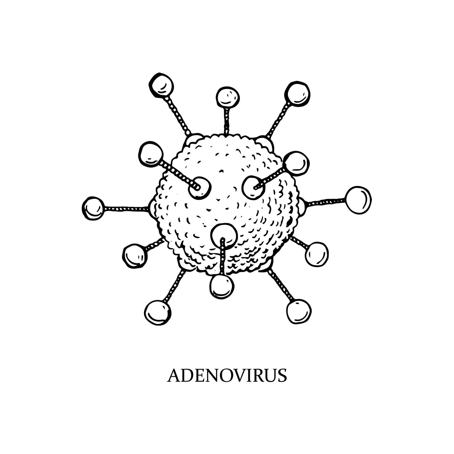 Hand Drawn Adenovirus Illustration With Name In Sketch Style Microscope Virus Close Up Vector