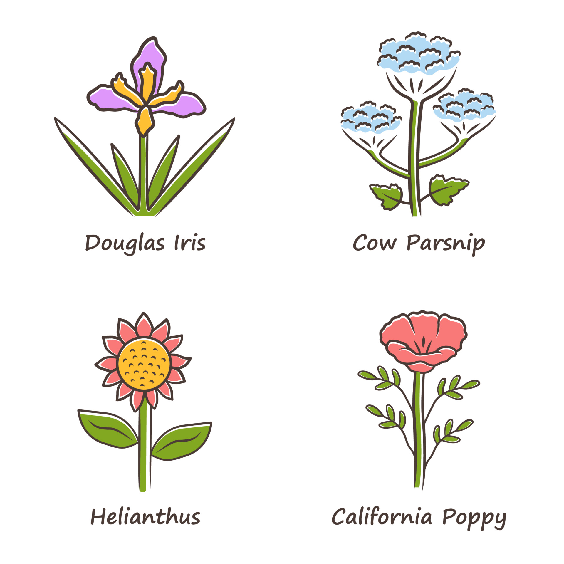 Wild flowers color icons set. Douglas iris, cow parsnip, helianthus ... Wild flowers color icons set. Douglas iris, cow parsnip, helianthus ...