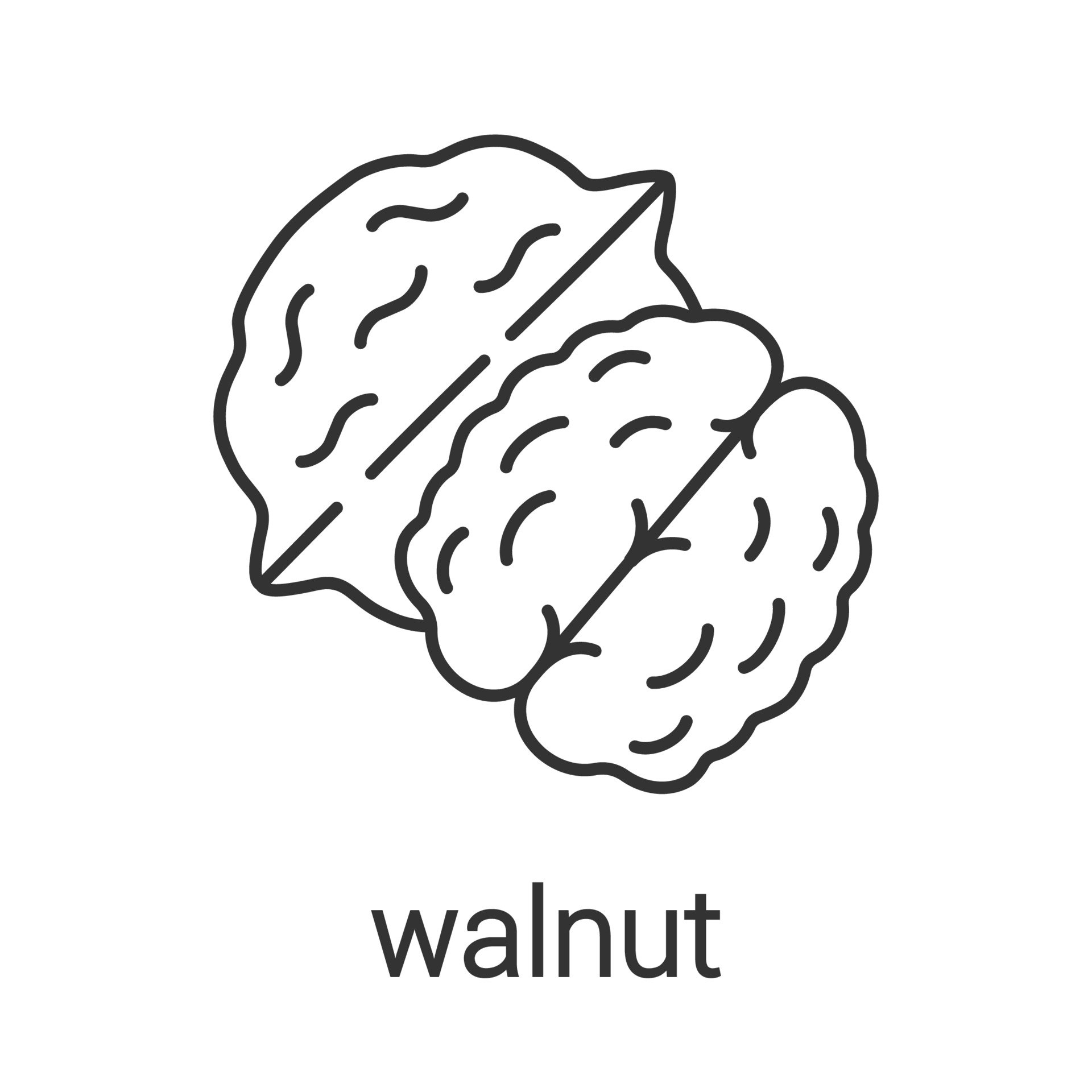 Walnut Linear Icon Thin Line Illustration Contour Symbol Vector Isolated Outline Drawing