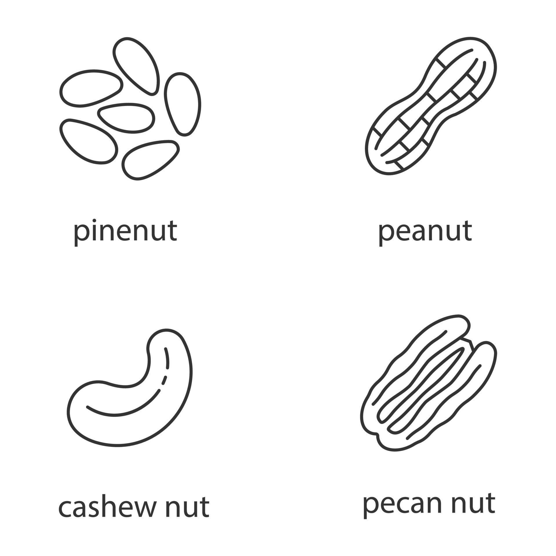Nuts Types Linear Icons Set Thin Line Contour Symbols Pinenut Peanut