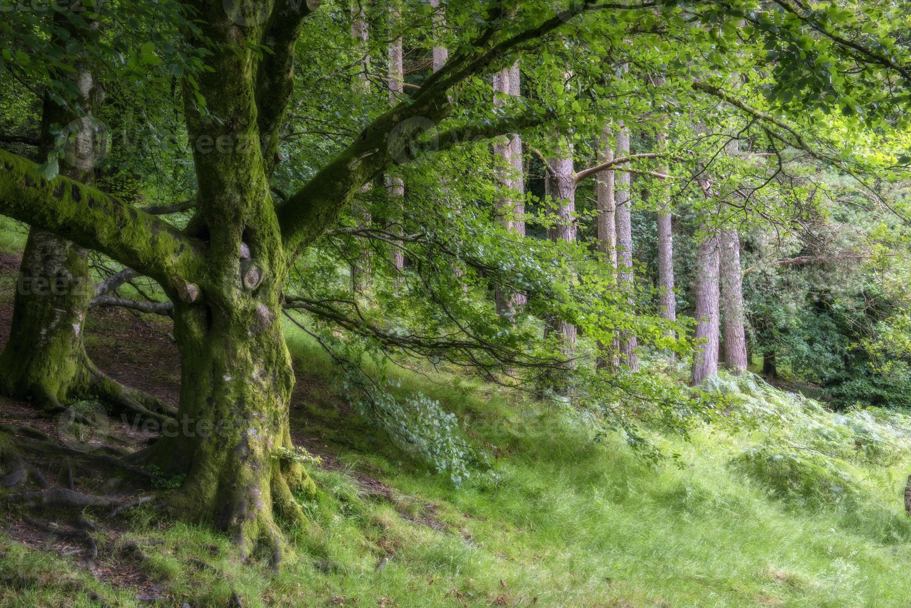 Green Irish Forest 3779014 Stock Photo at Vecteezy