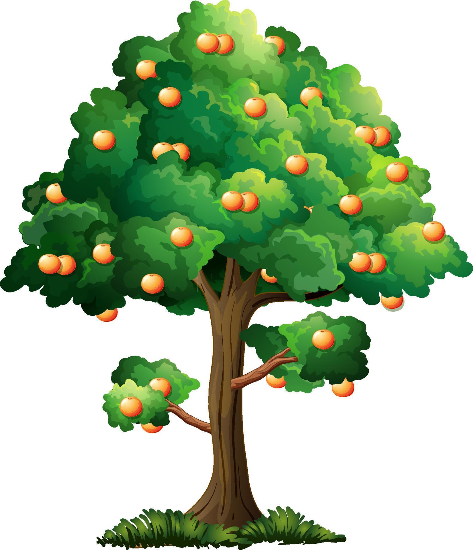 Orange fruit tree in cartoon style isolated on white background 4026217 ... Orange fruit tree in cartoon style isolated on white background 4026217 ...