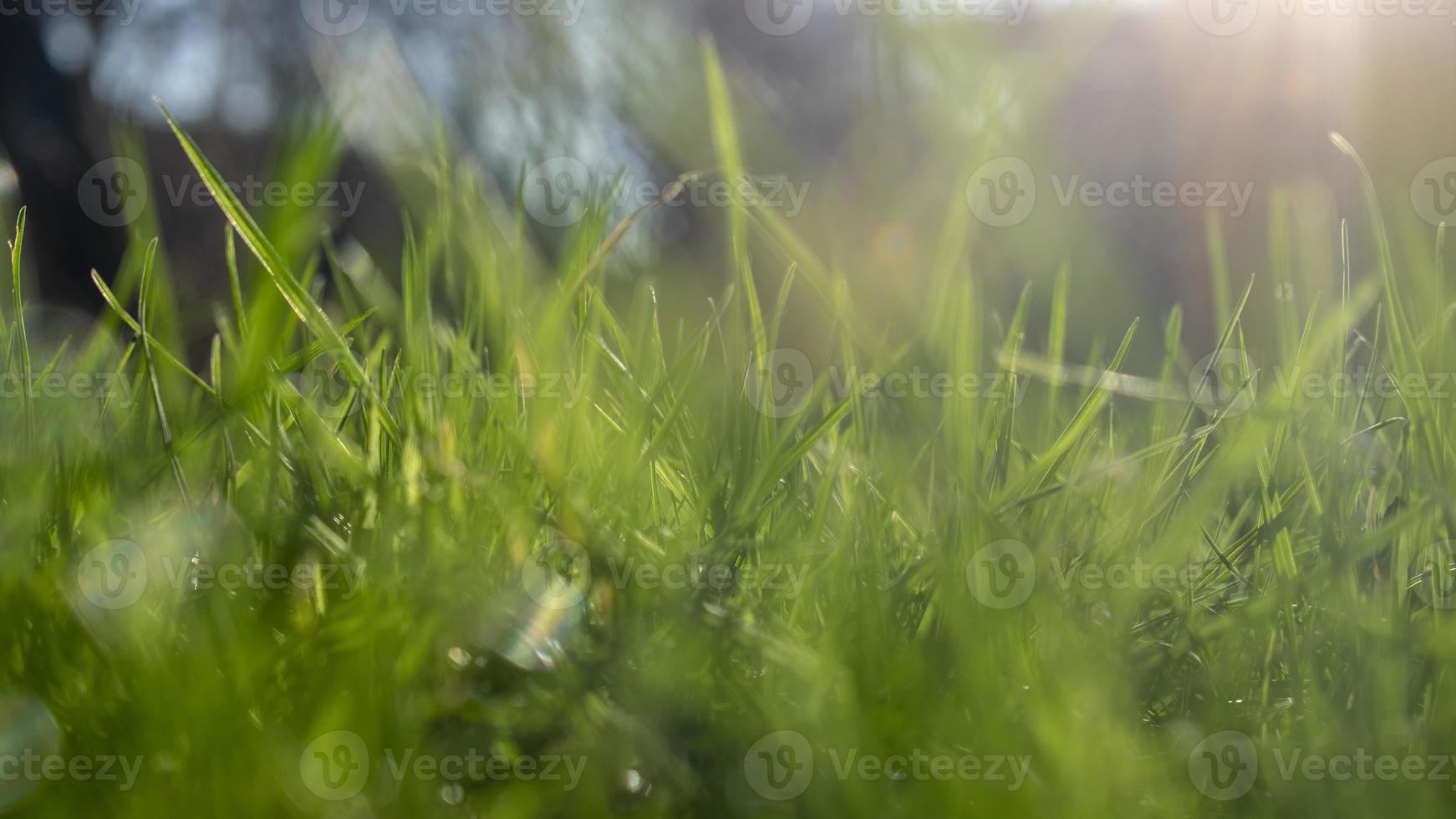 Abstract photo of green grass in the bokeh. Green background with a ...