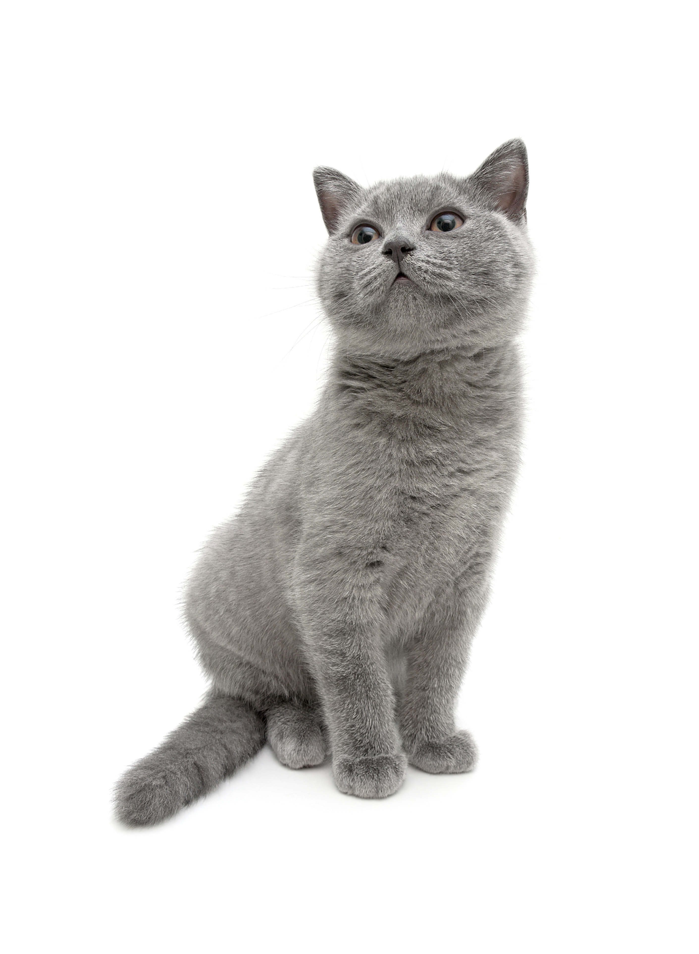 Cat White Background Stock Photos, Images and Backgrounds for Free Download