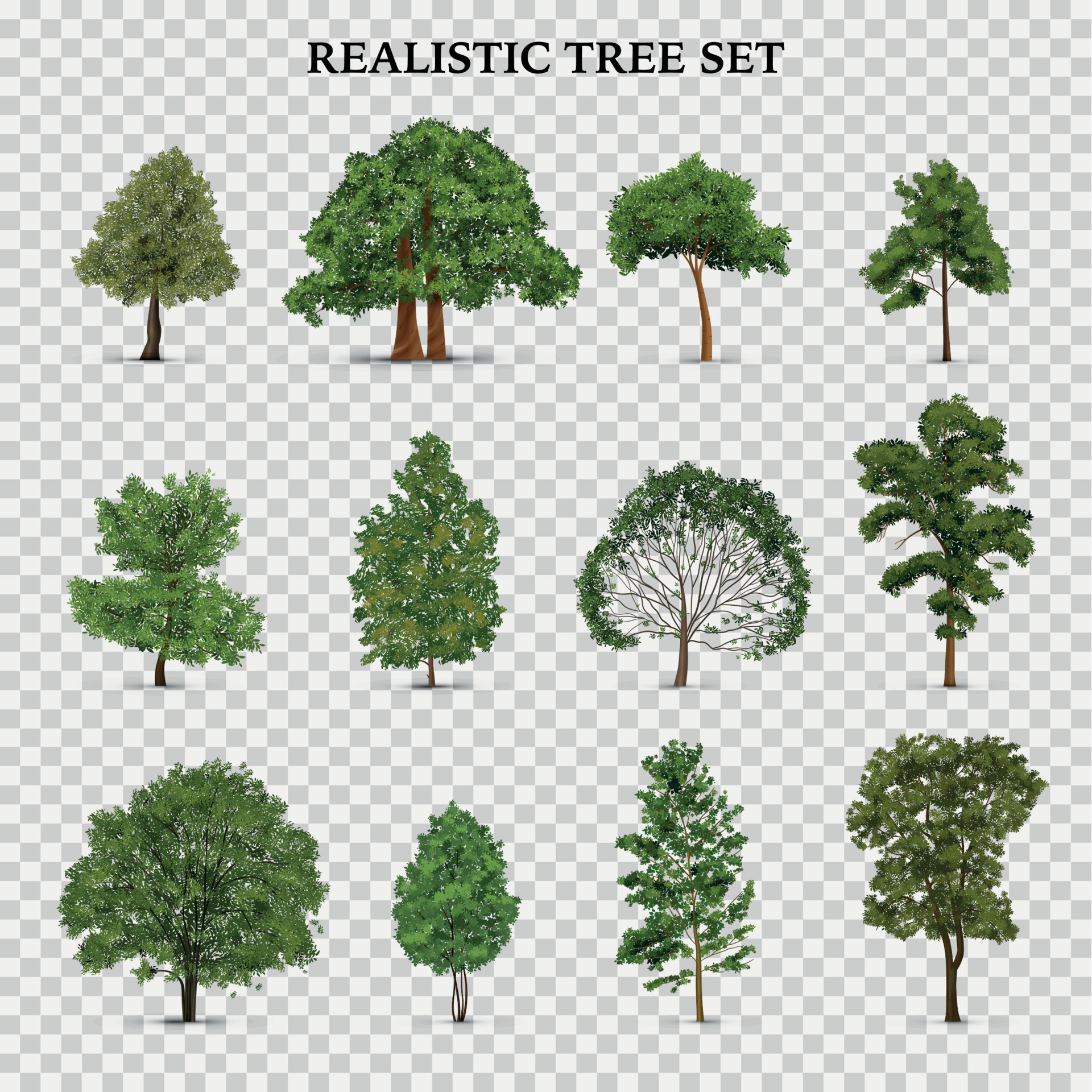 Tree Clipart Realistic at Stephanie Mclean blog