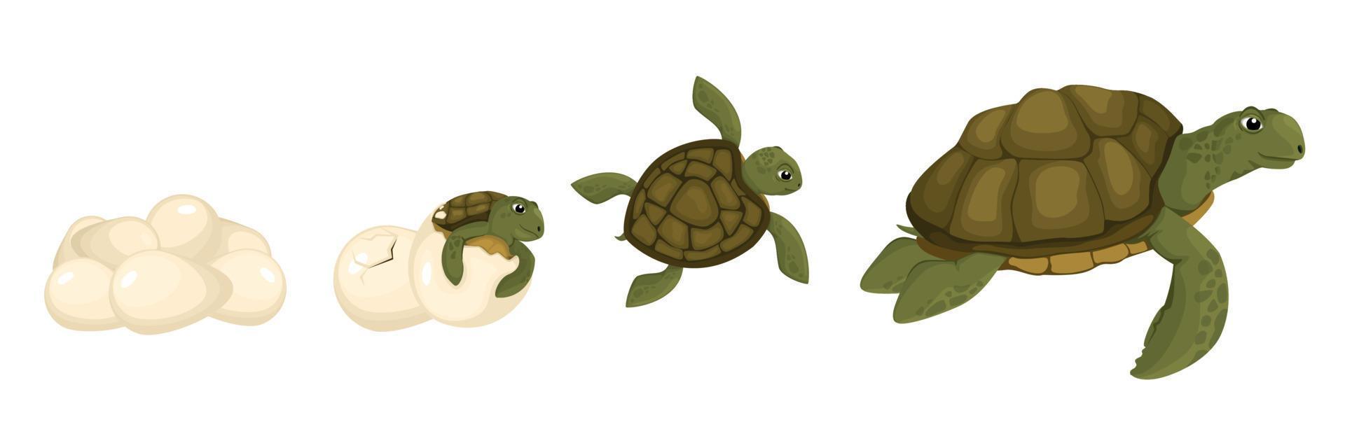 Turtle Life Cycle Set 4480663 Vector Art at Vecteezy Turtle Life Cycle Set 4480663 Vector Art at Vecteezy