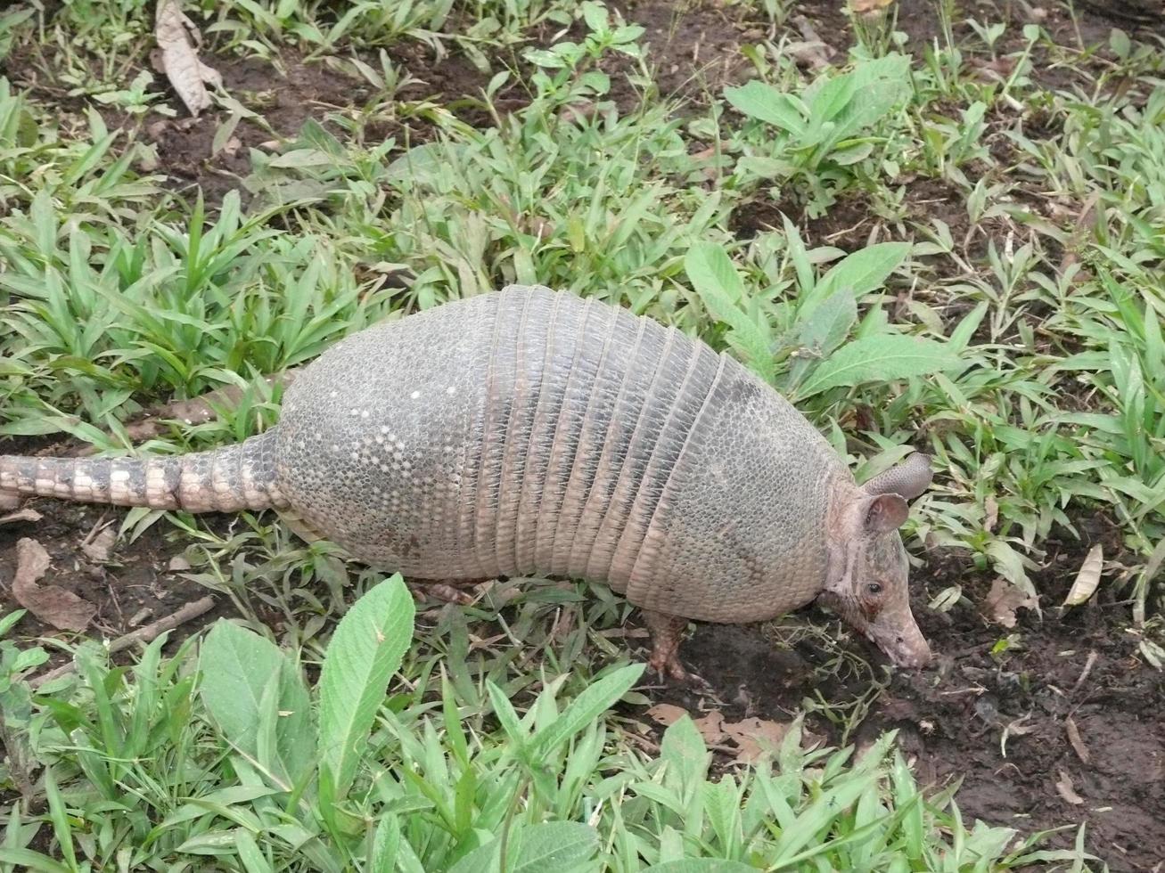 Armadillo Amazonia Ecuador 4529167 Stock Photo at Vecteezy