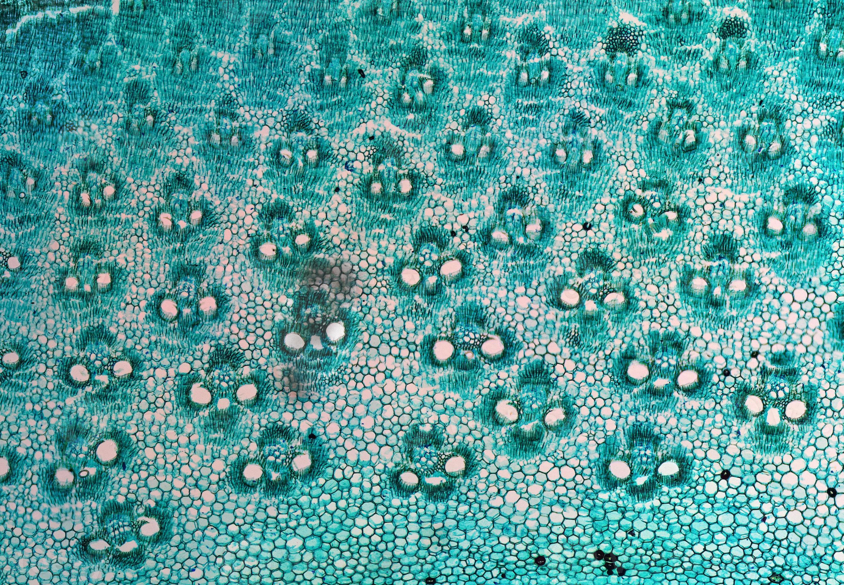 Bamboo stem micrograph 4530148 Stock Photo at Vecteezy Bamboo stem micrograph 4530148 Stock Photo at Vecteezy