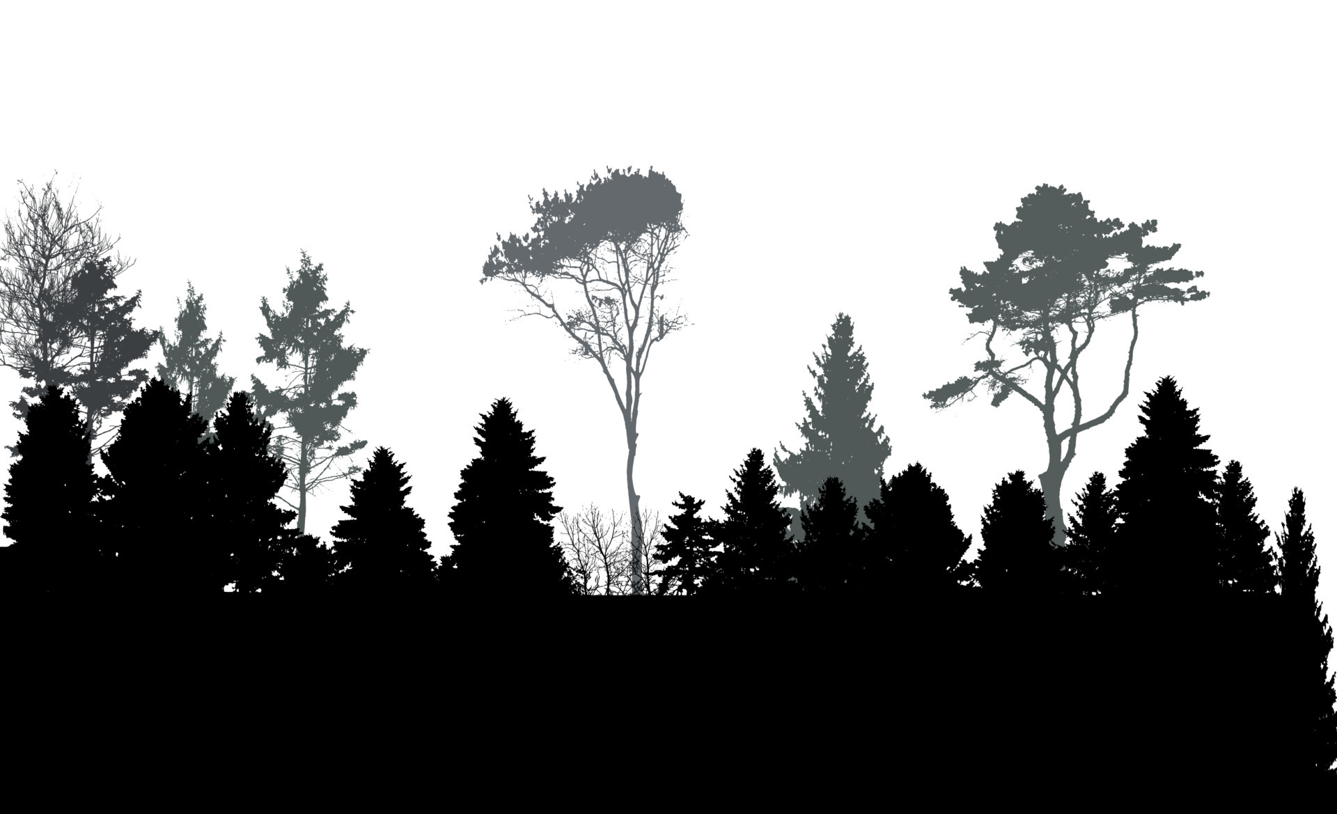 Tall Pine Tree Vector Art, Icons, and Graphics for Free Download