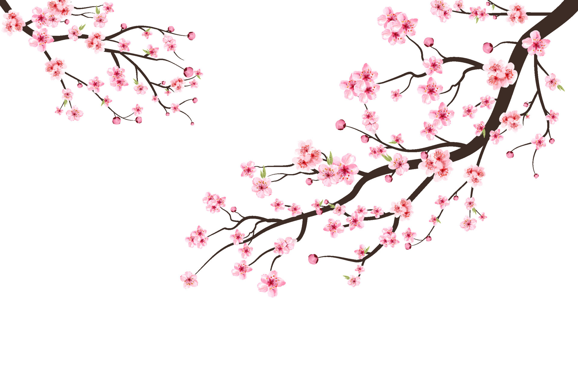 Cherry blossom branch with sakura flower. Watercolor cherry blossom ... Cherry blossom branch with sakura flower. Watercolor cherry blossom ...