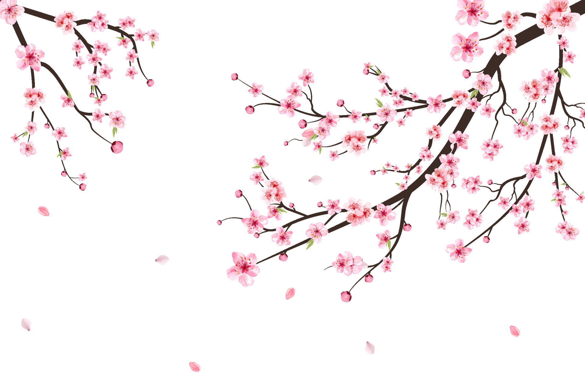 Sakura on white background. Watercolor cherry bud. Cherry blossom ... Sakura on white background. Watercolor cherry bud. Cherry blossom ...