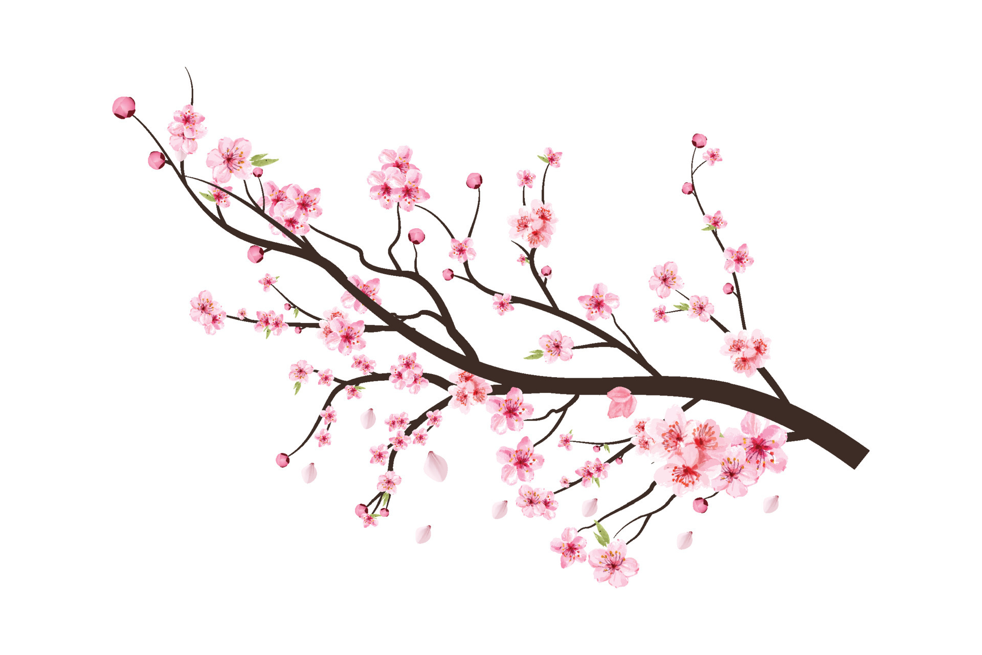 Cherry Blossom Tree Branch Clip Art