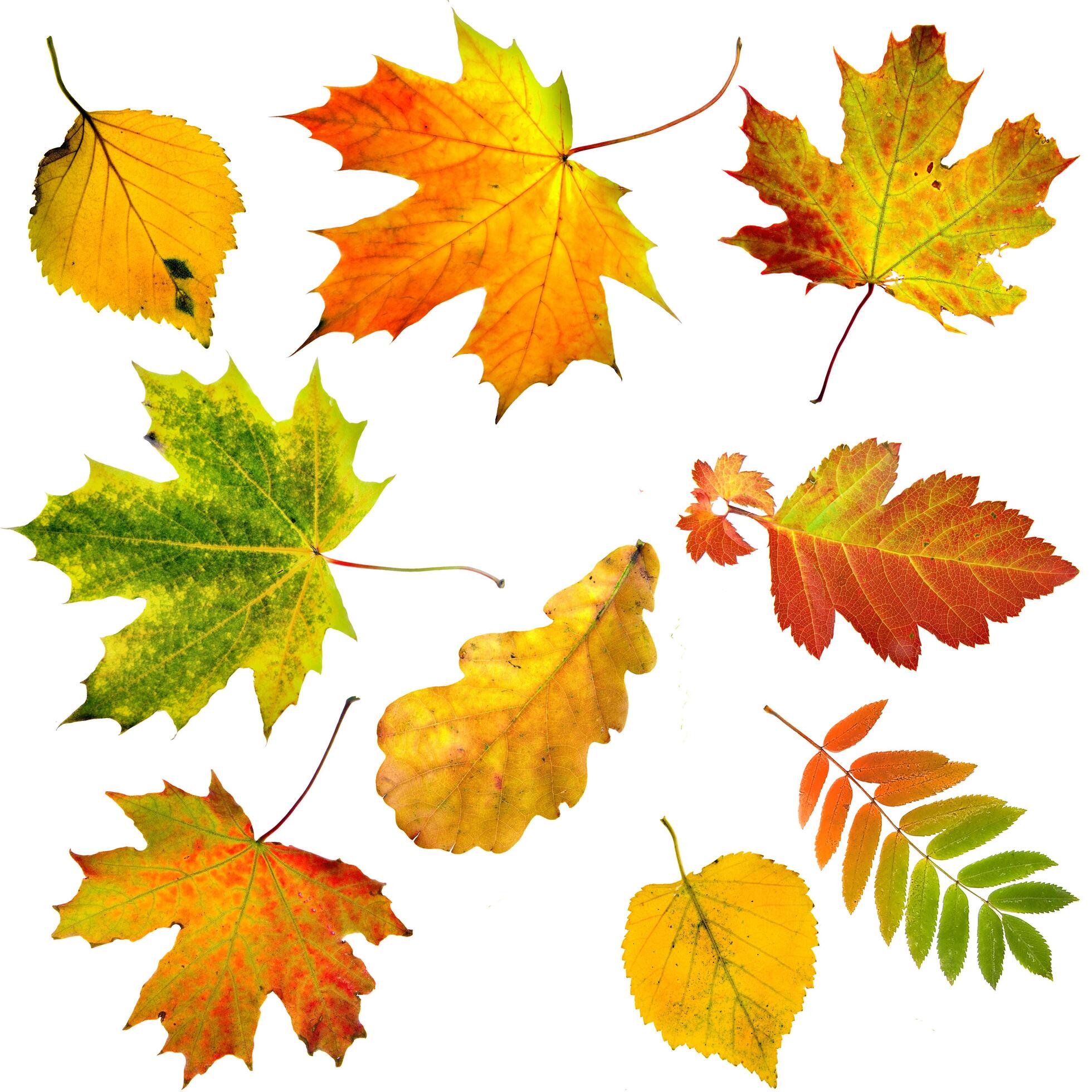 green and orange palm bouquet green twigs nature view of natural green ...