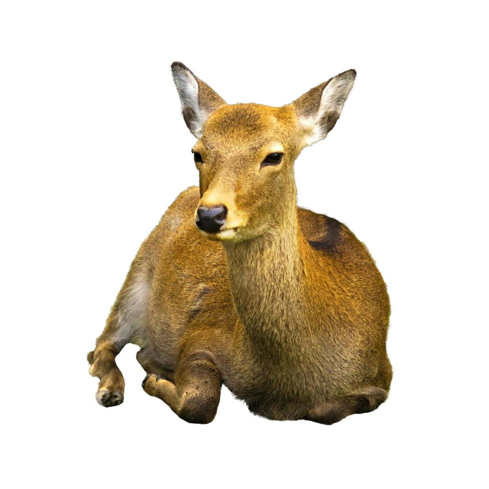 Deer Silhouette Stock Photos, Images and Backgrounds for Free Download