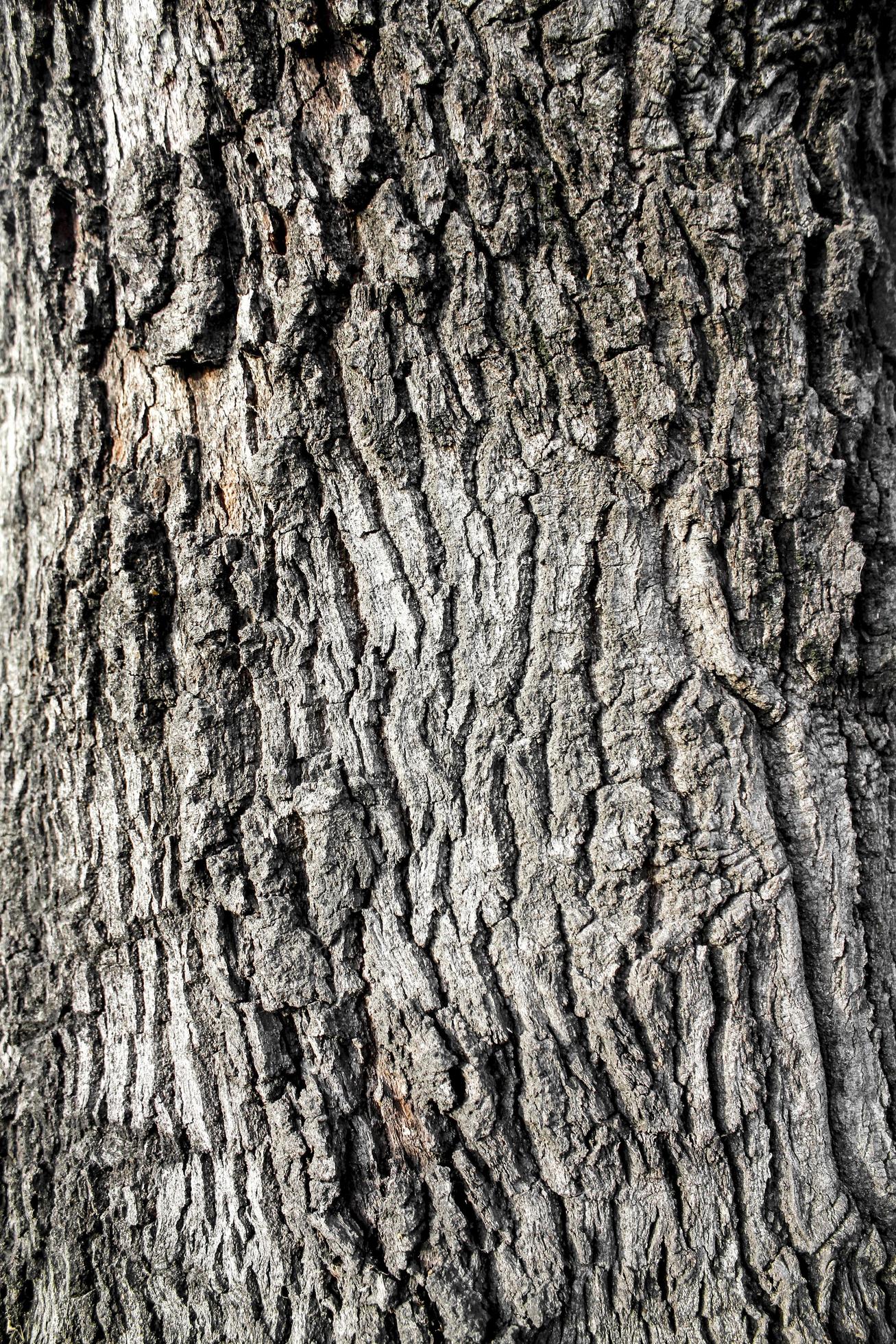 Tree bark texture with natural seamless pattern. 4716102 Stock Photo at ...