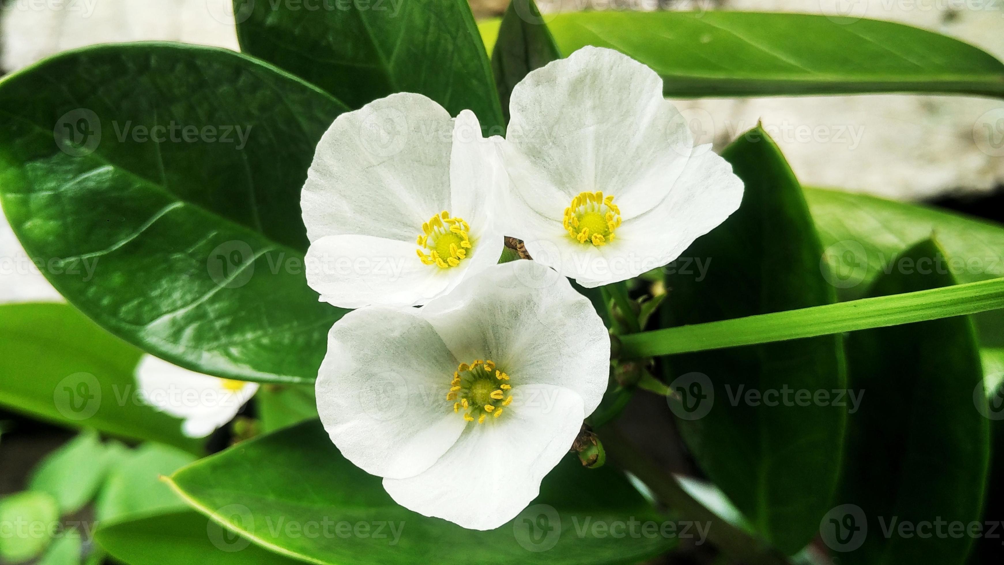 tres hermosas flores de planta espada. florecer por la mañana ...