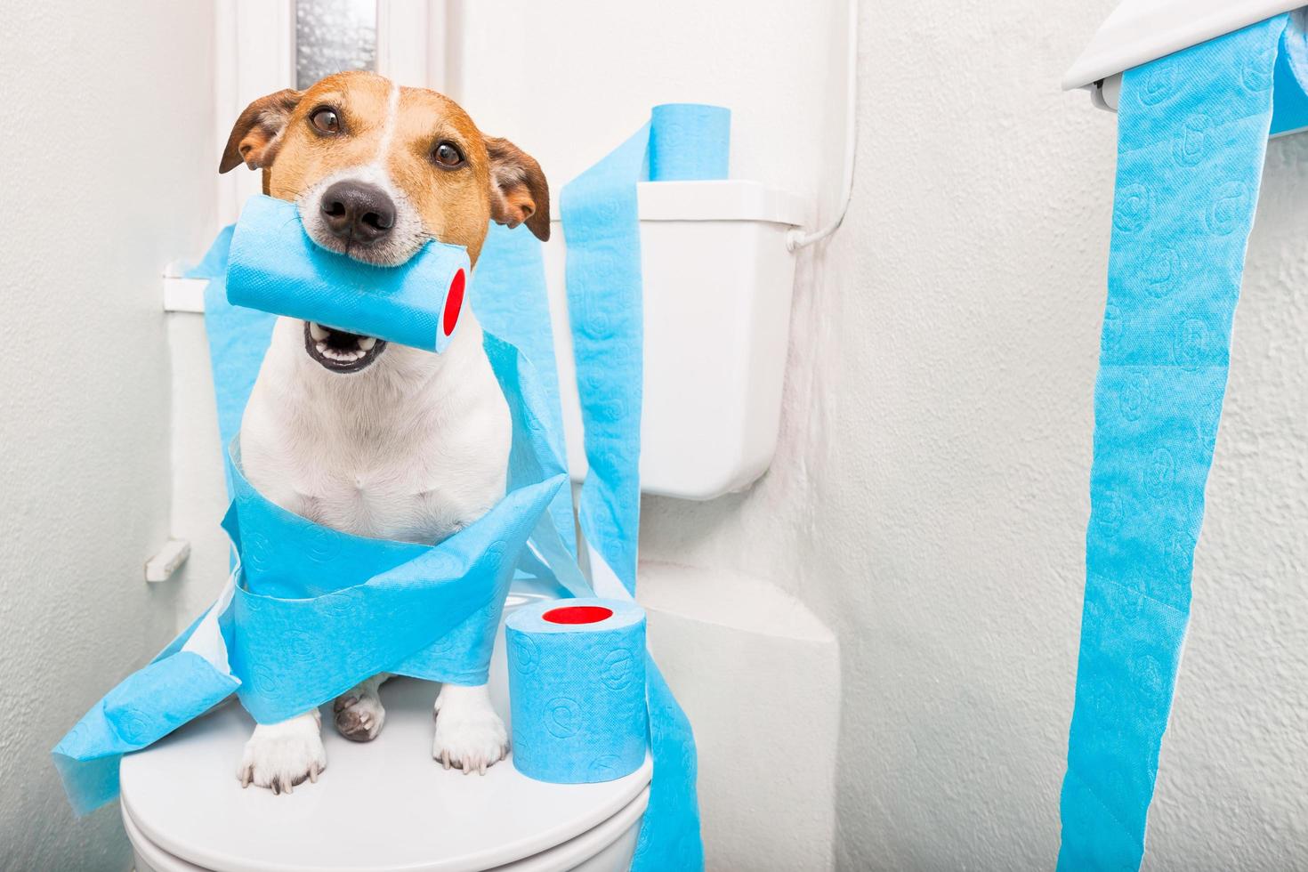 Dog On Toilet Seat 4745410 Stock Photo At Vecteezy dog-on-toilet-seat-4745410-stock-photo-at-vecteezy