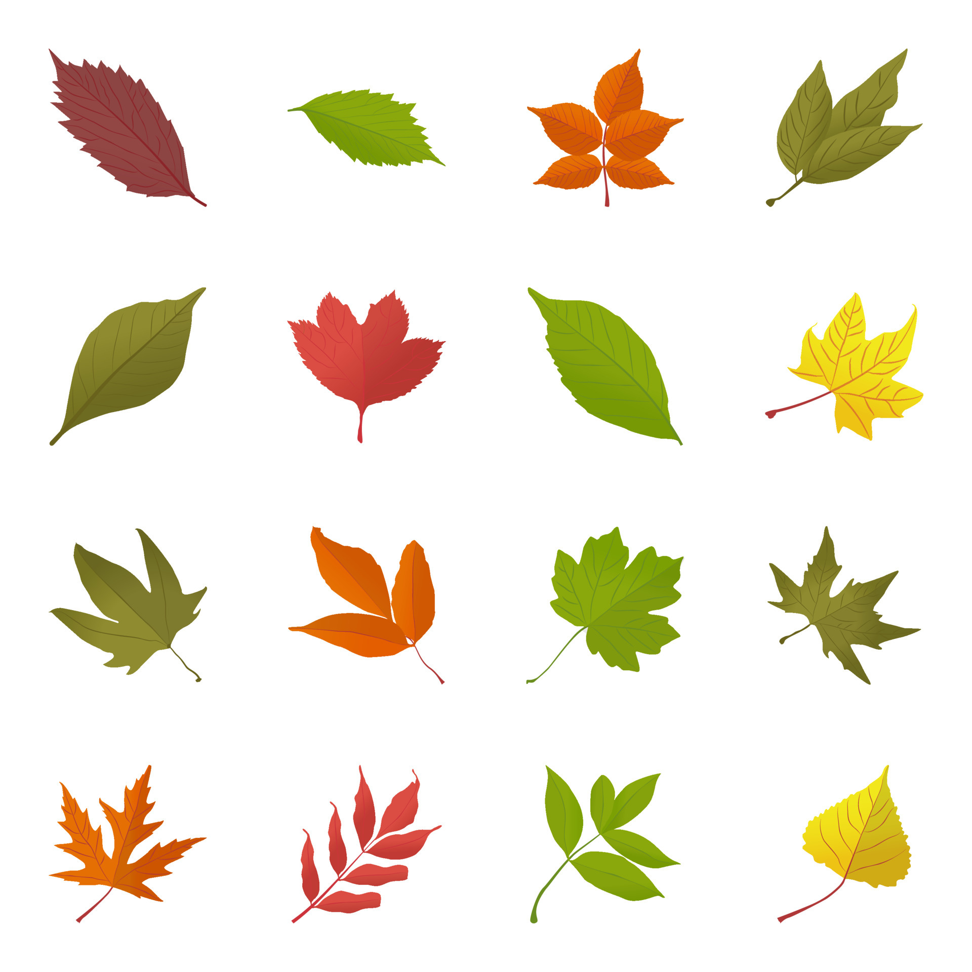 Fall Leaf Names