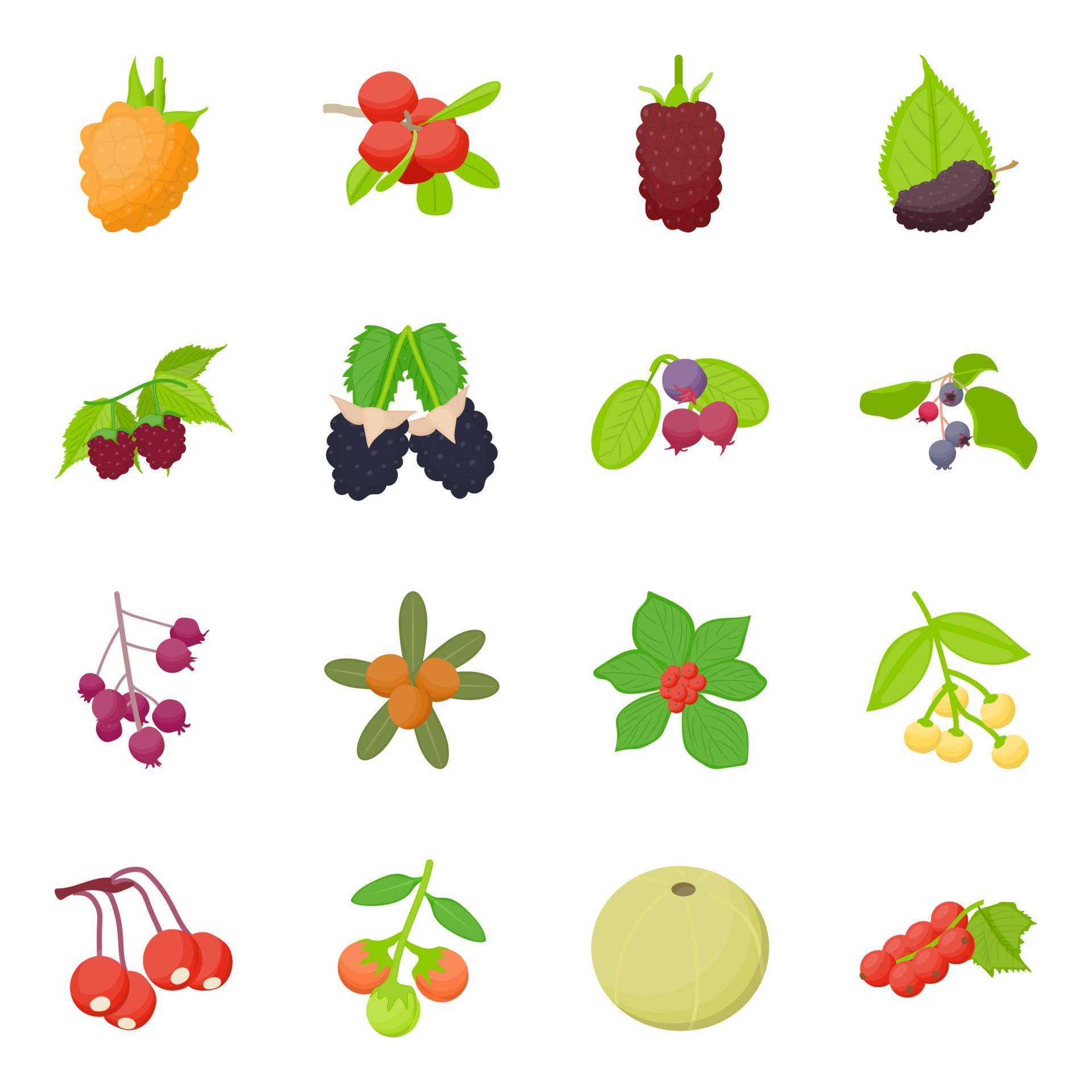 Berry Fruit Elements 4821400 Vector Art at Vecteezy