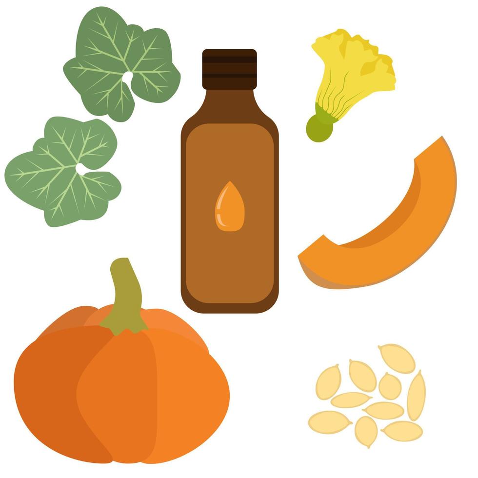 Partes De Una Planta De Calabaza Plagas Más Frecuentes De La