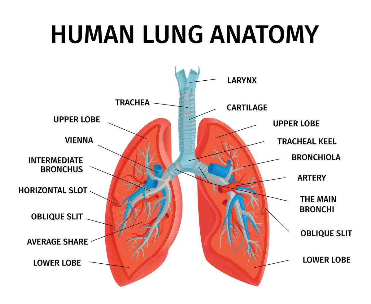 Human Lung Anatomy Diagram 4958464 Vector Art At Vecteezy human-lung-anatomy-diagram-4958464-vector-art-at-vecteezy