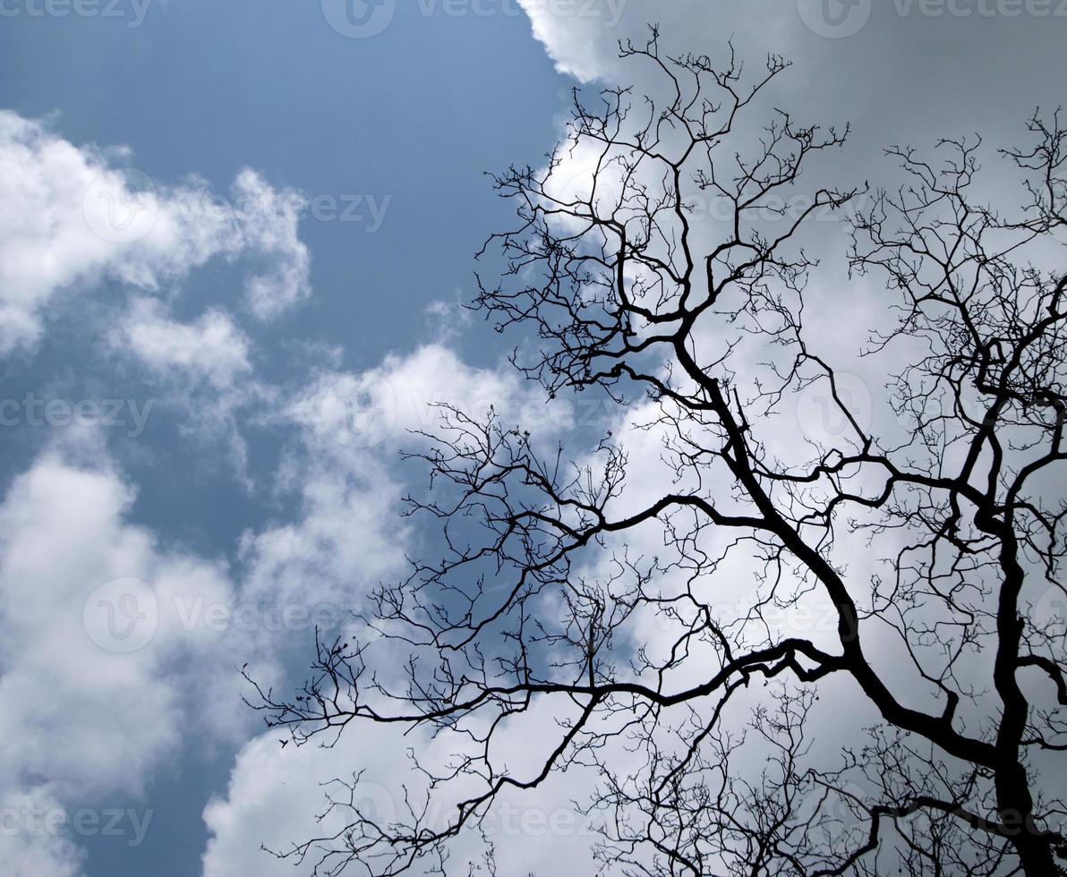 Page 2 | Tree Sky Stock Photos, Images and Backgrounds for Free Download