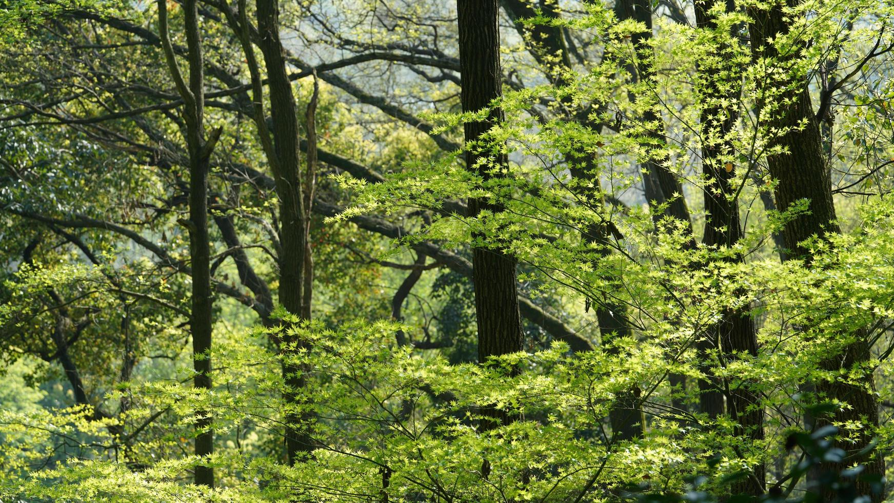 The beautiful spring landscape in the forest with the fresh green trees ...