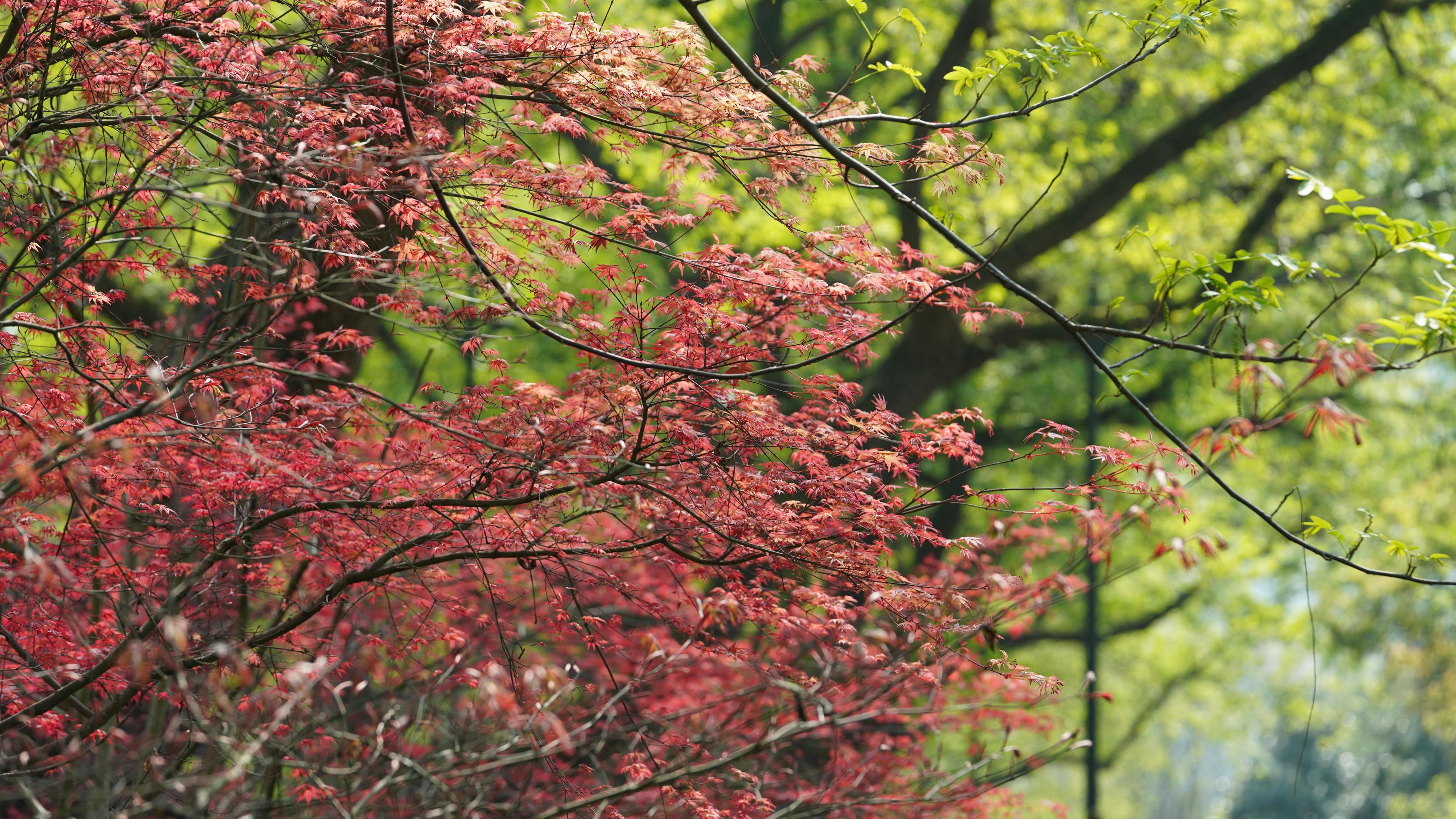 The beautiful spring landscape in the forest with the fresh green trees ...
