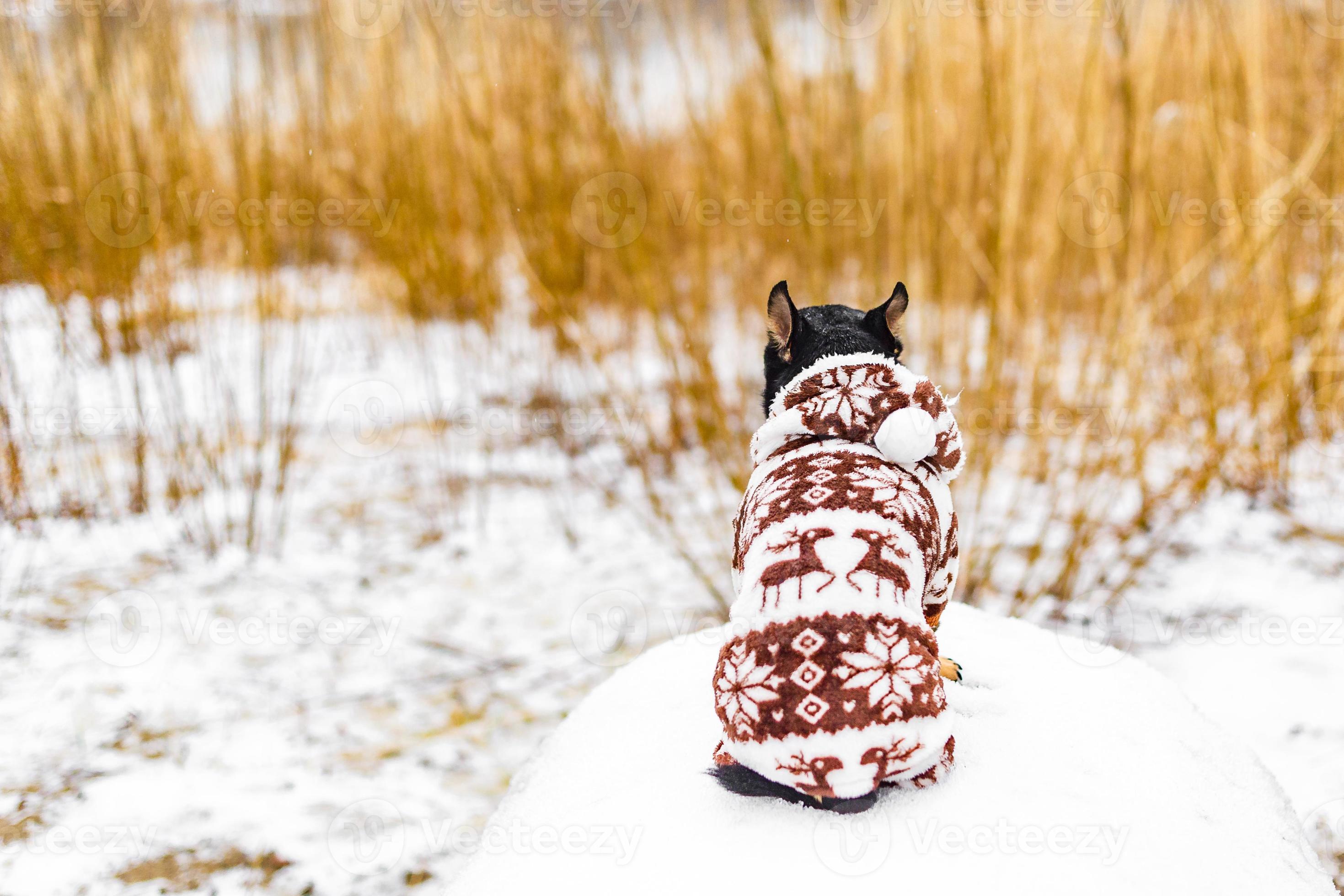 A Dog In Winter Clothes Sits Opposite The River In Snowy Weather Pet a-dog-in-winter-clothes-sits-opposite-the-river-in-snowy-weather-pet