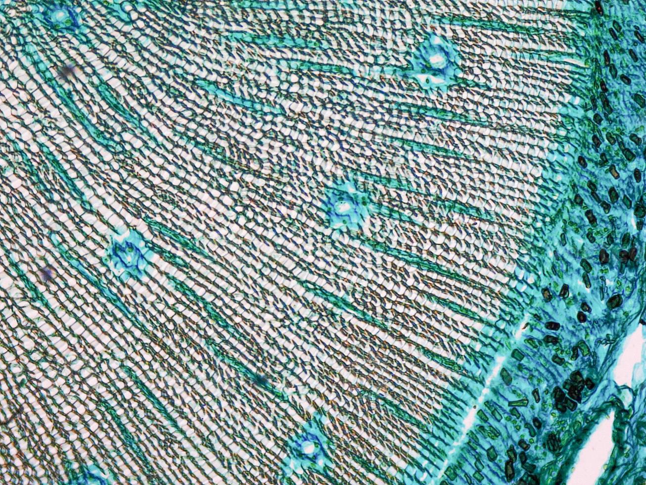 Pine Wood Micrograph 5146956 Stock Photo At Vecteezy pine-wood-micrograph-5146956-stock-photo-at-vecteezy