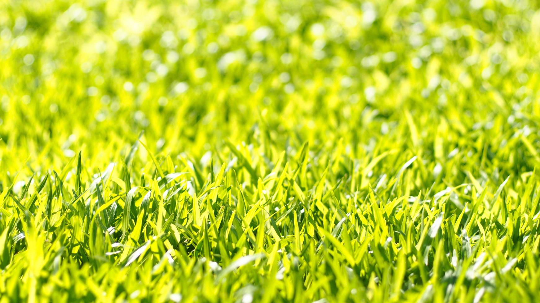 Grass Close Up Stock Photos, Images and Backgrounds for Free Download
