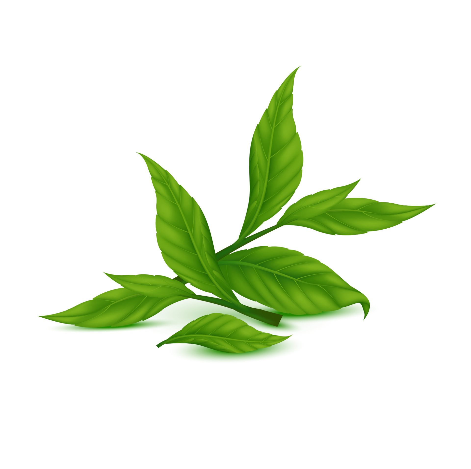 Tea leaves green. Indian Ceylon or Chinese green tea leaf with stems ... Tea leaves green. Indian Ceylon or Chinese green tea leaf with stems ...