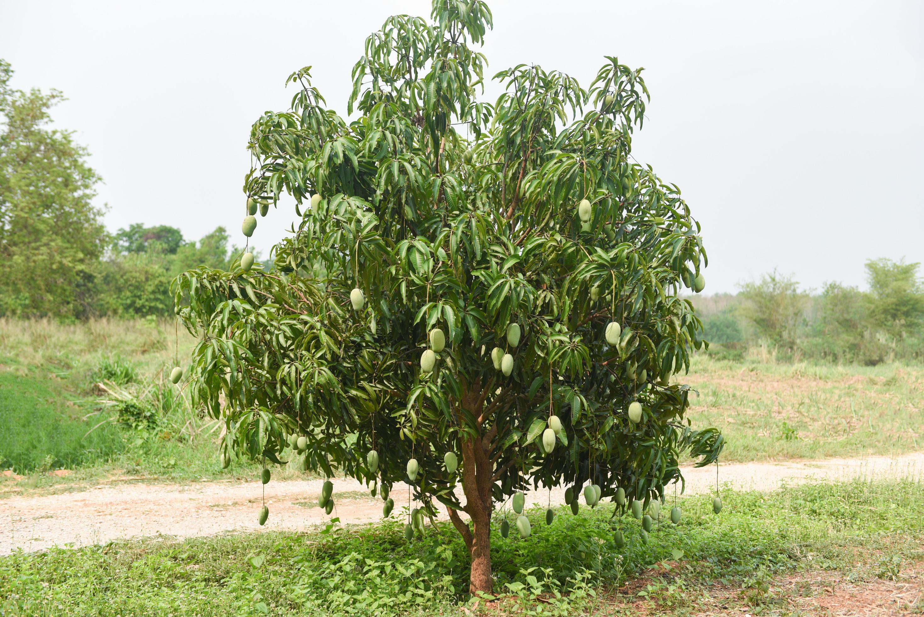 Mango Tree Raw Green Mangoes Hanging On Tree With Leaf Background In Summer Fruit Garden