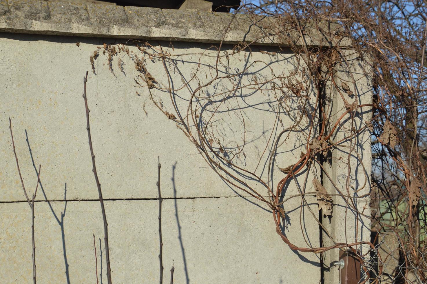 Details of tree branches and trunks 5207951 Stock Photo at Vecteezy