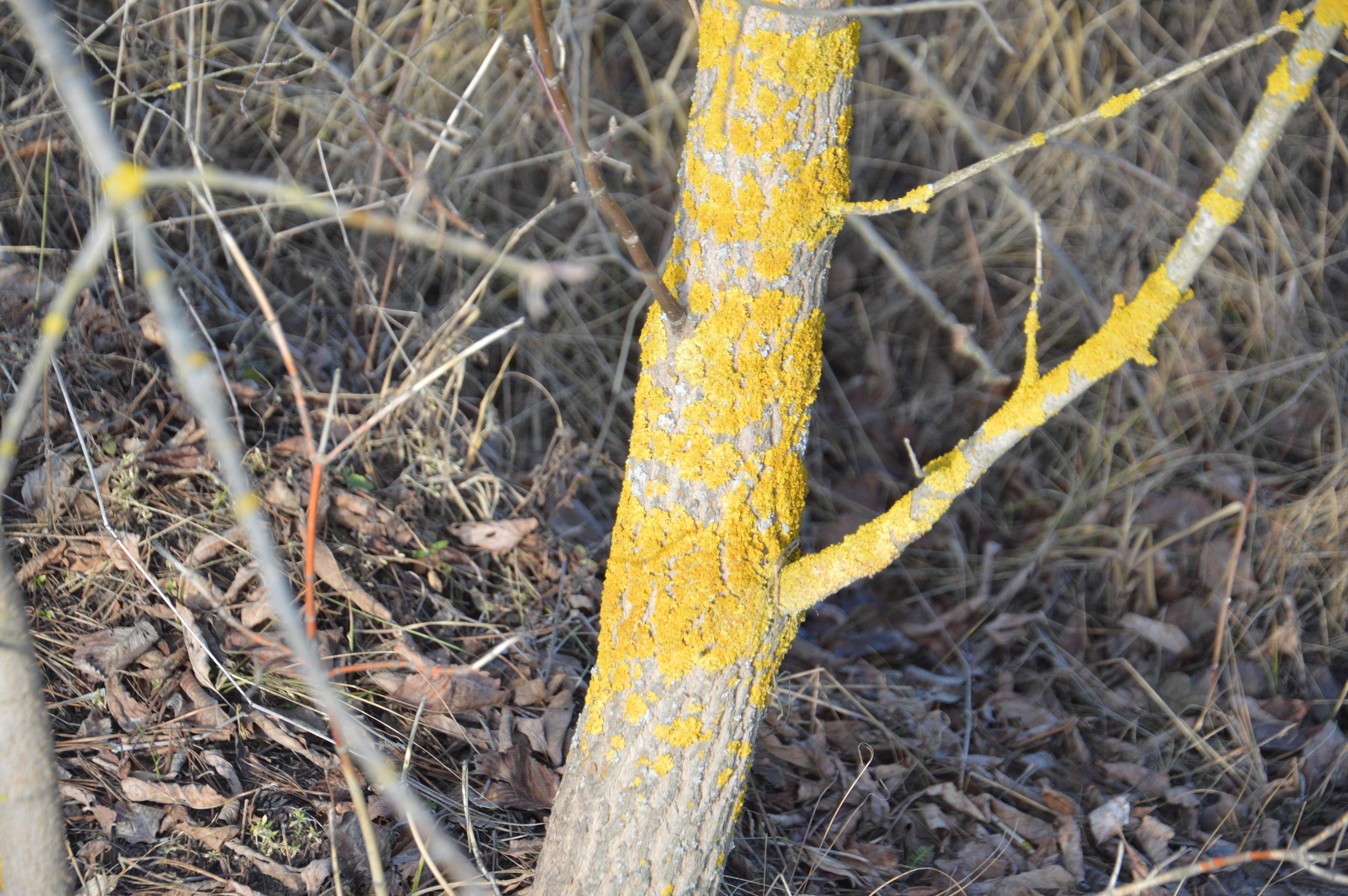 Details of tree branches and trunks 5207970 Stock Photo at Vecteezy